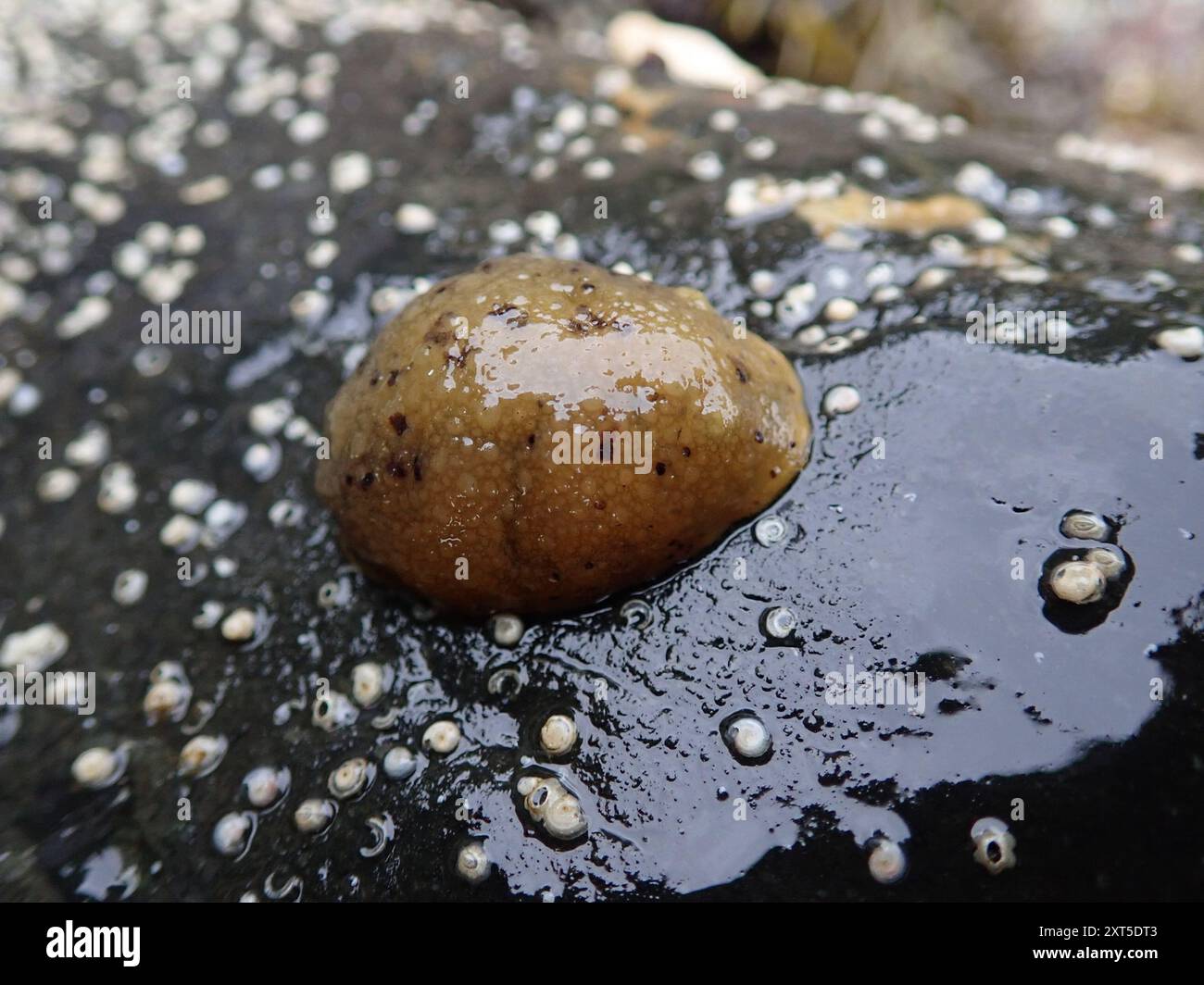 Monterey Dorid (Doris montereyensis) Mollusca Stock Photo - Alamy