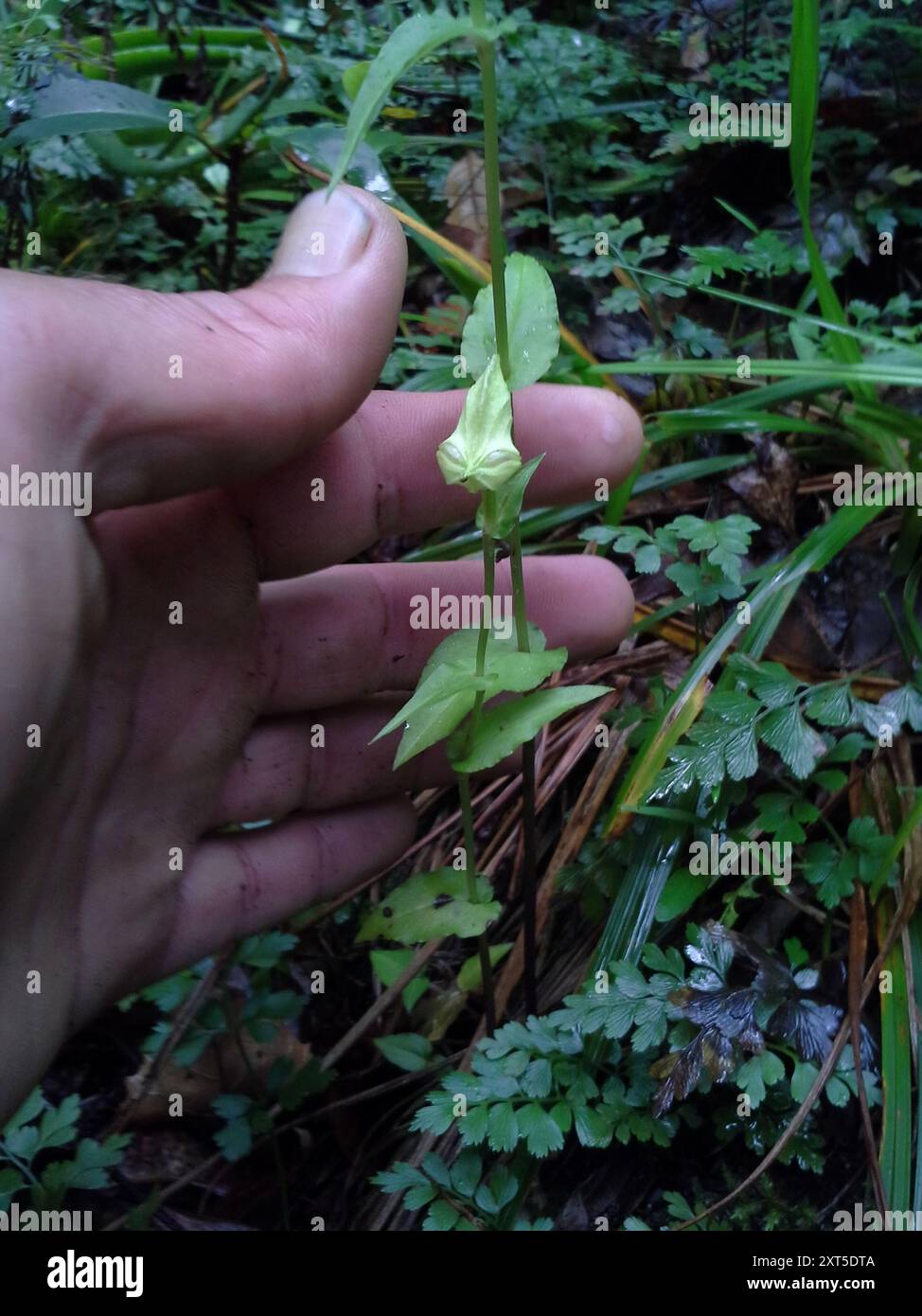 Fanny Kappie (Disperis fanniniae) Plantae Stock Photo - Alamy