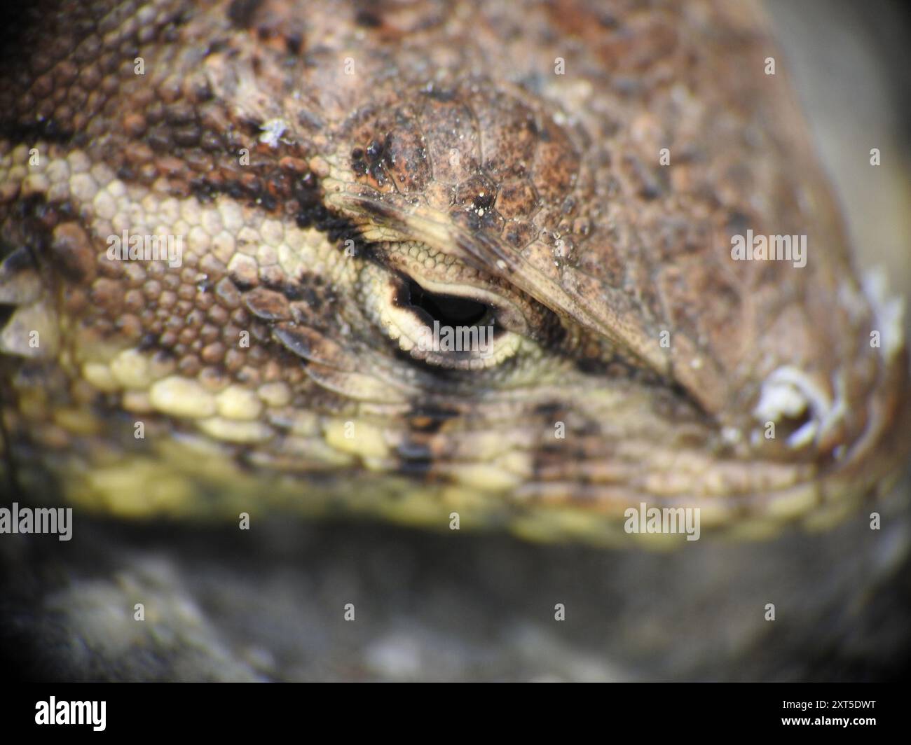 Western Side-blotched Lizard (Uta stansburiana elegans) Reptilia Stock ...