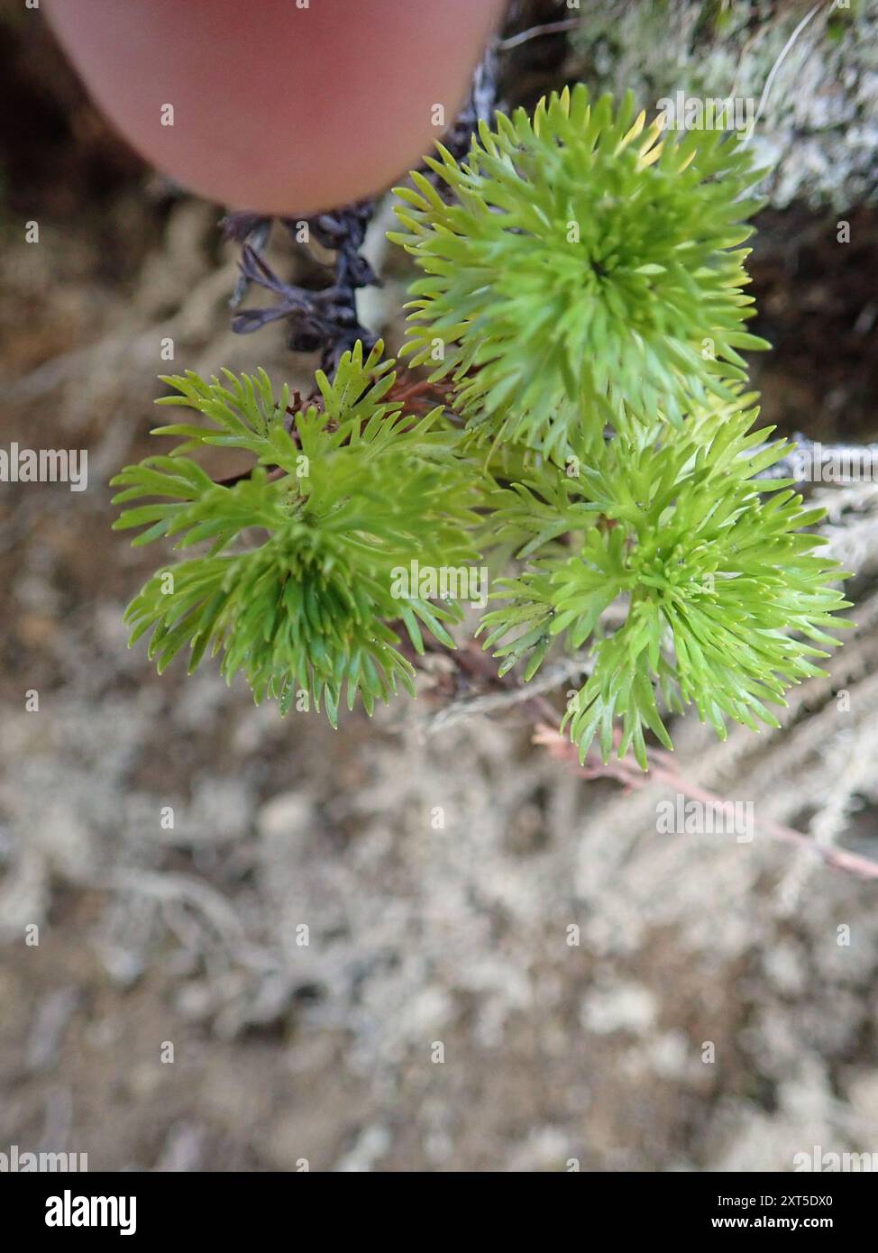 Partridgefoot (Luetkea pectinata) Plantae Stock Photo - Alamy