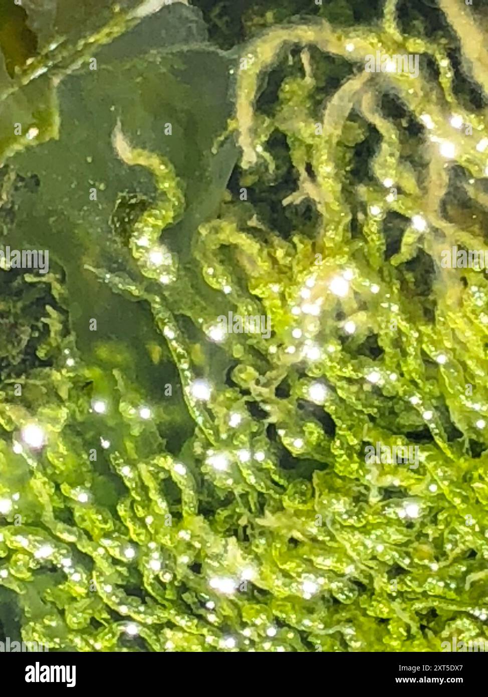 Gutweed (Ulva intestinalis) Plantae Stock Photo - Alamy