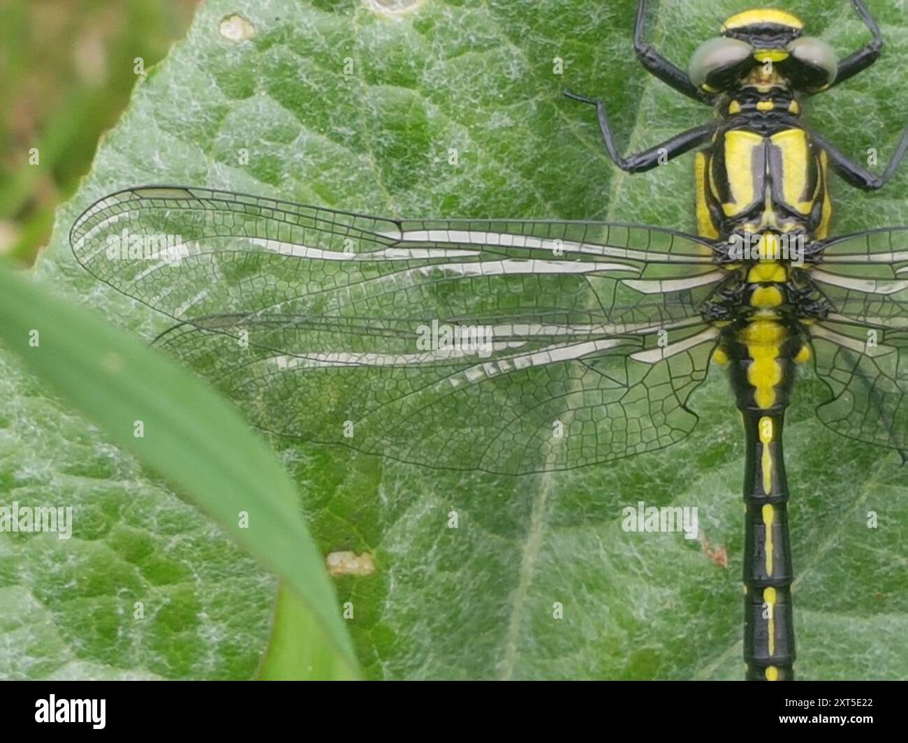 Common Clubtail (Gomphus vulgatissimus) Insecta Stock Photo - Alamy