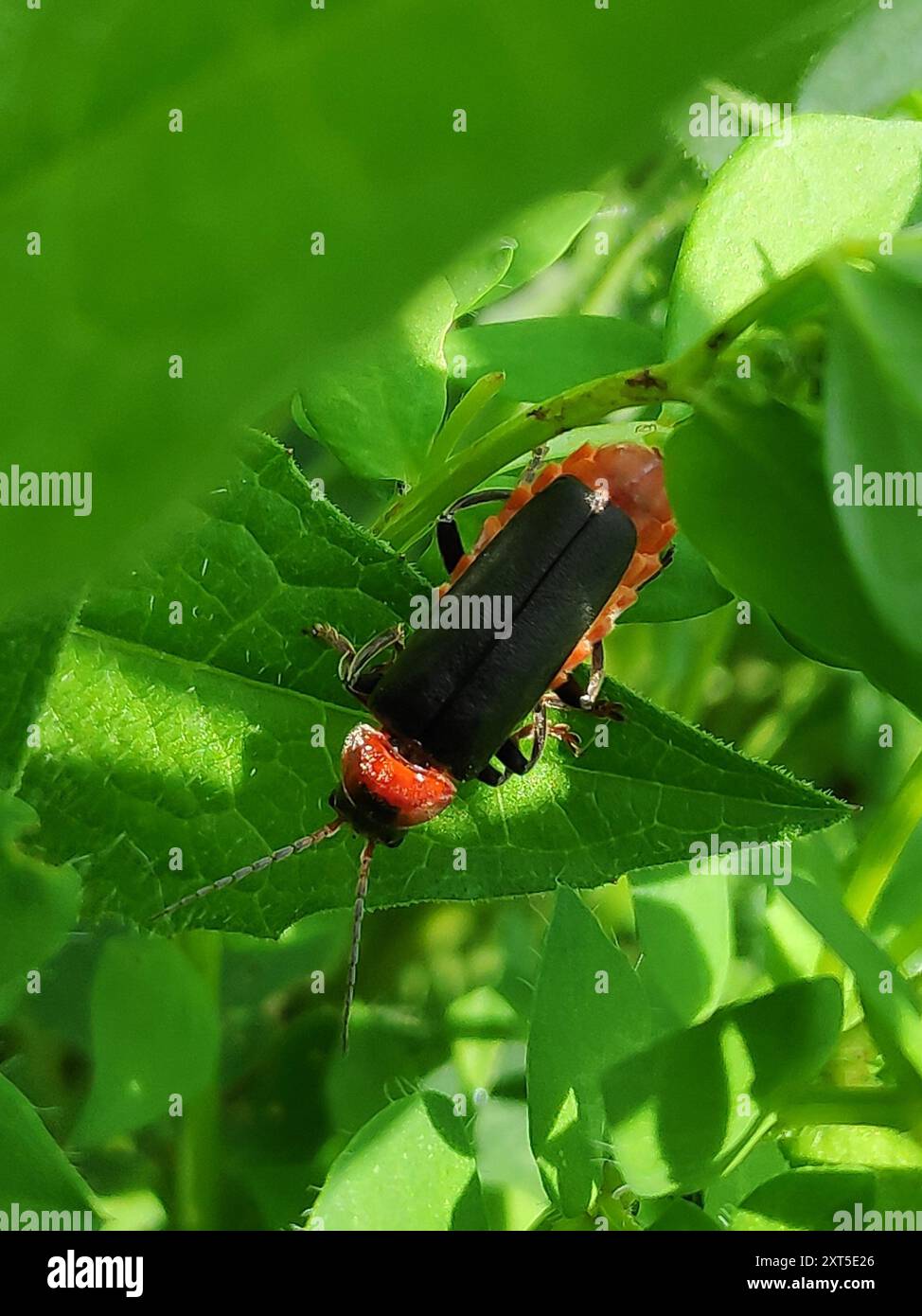 Dark Sailor Beetle (Cantharis fusca) Insecta Stock Photo - Alamy