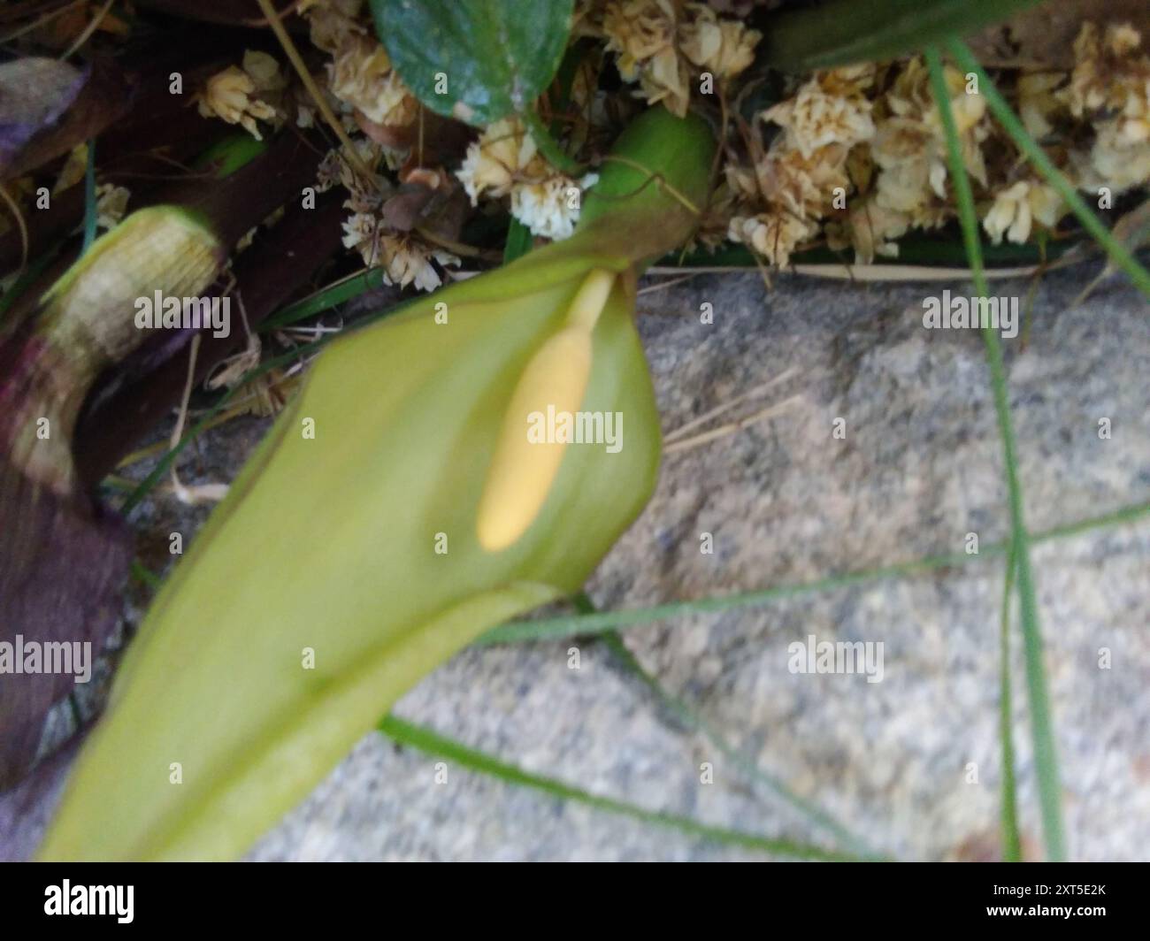 Italian arum (Arum italicum) Plantae Stock Photo - Alamy
