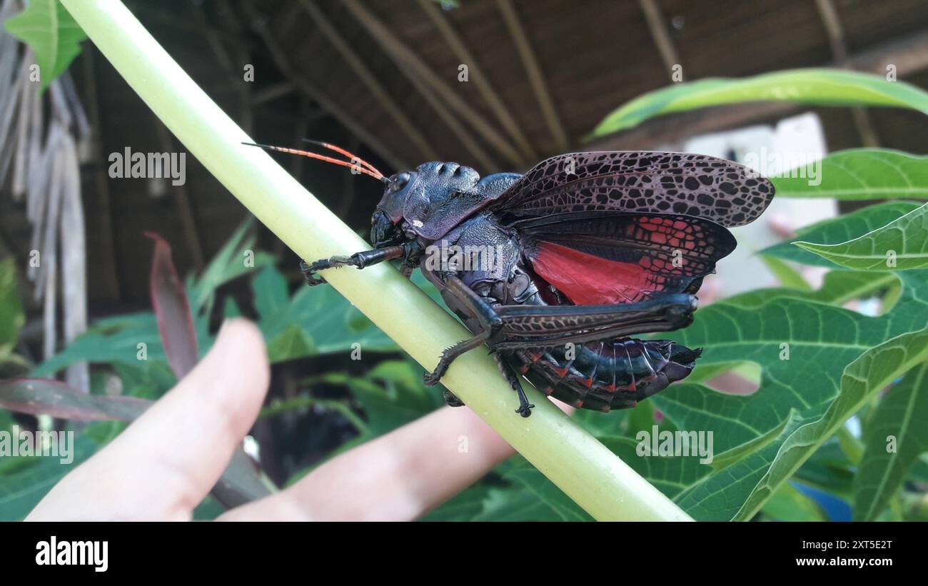 Reticulate lubber grasshopper (Romalea reticulata) Insecta Stock Photo ...