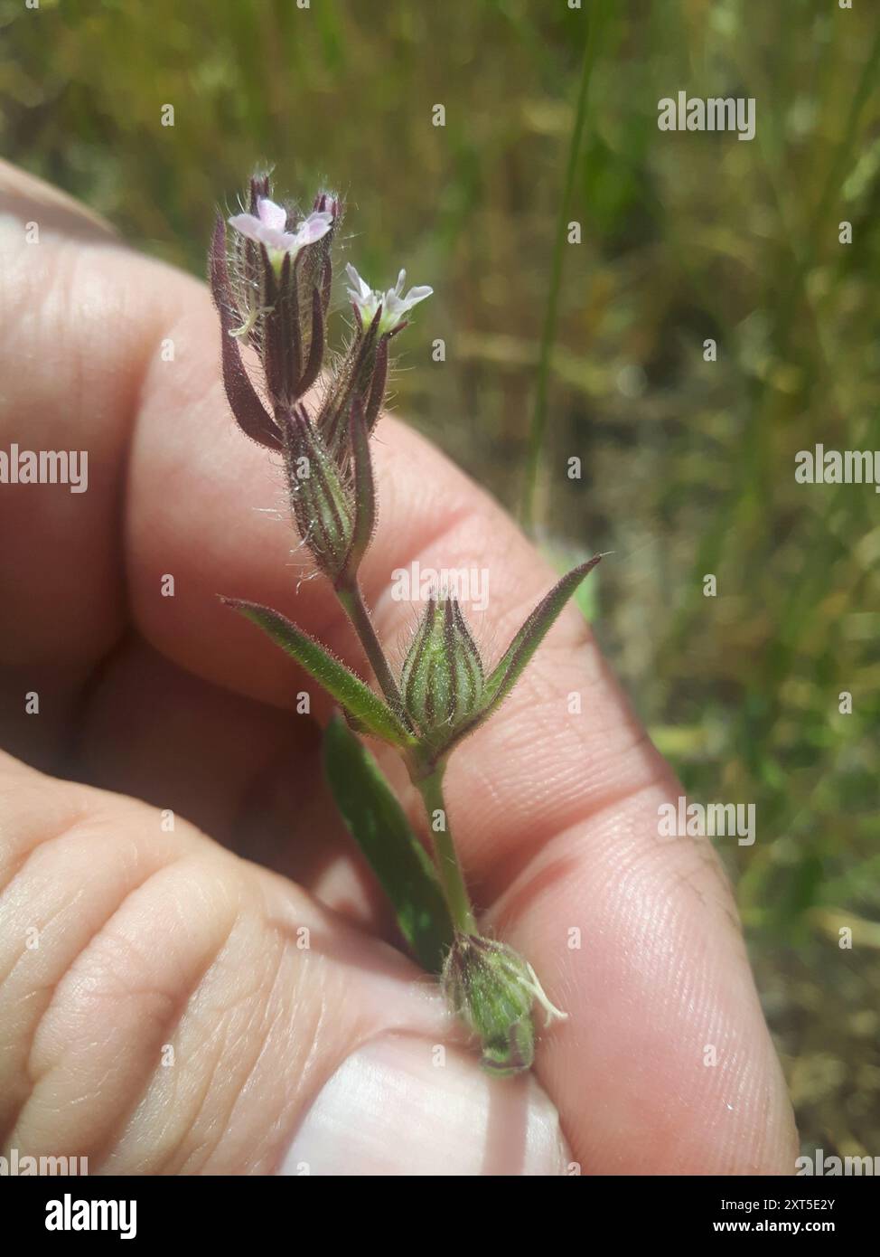 Small-flowered Catchfly (Silene gallica) Plantae Stock Photo - Alamy