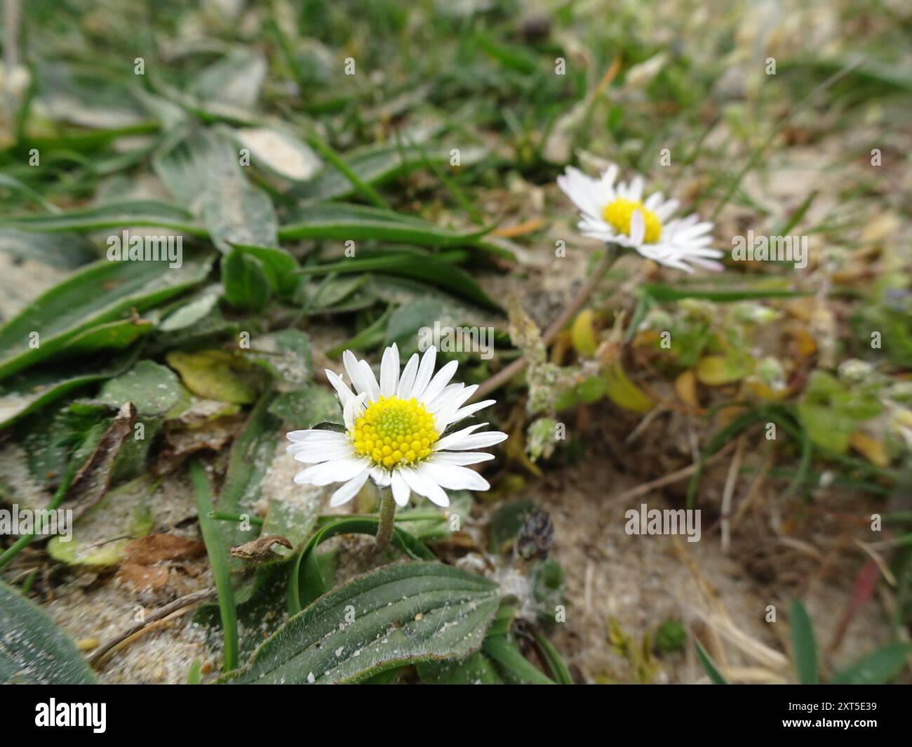 Lawn daisy (Bellis perennis) Plantae Stock Photo - Alamy