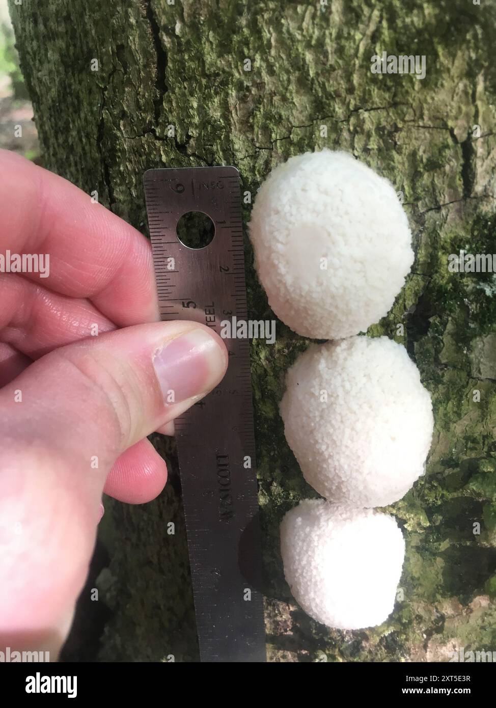 False Puffball (Reticularia lycoperdon) Protozoa Stock Photo - Alamy