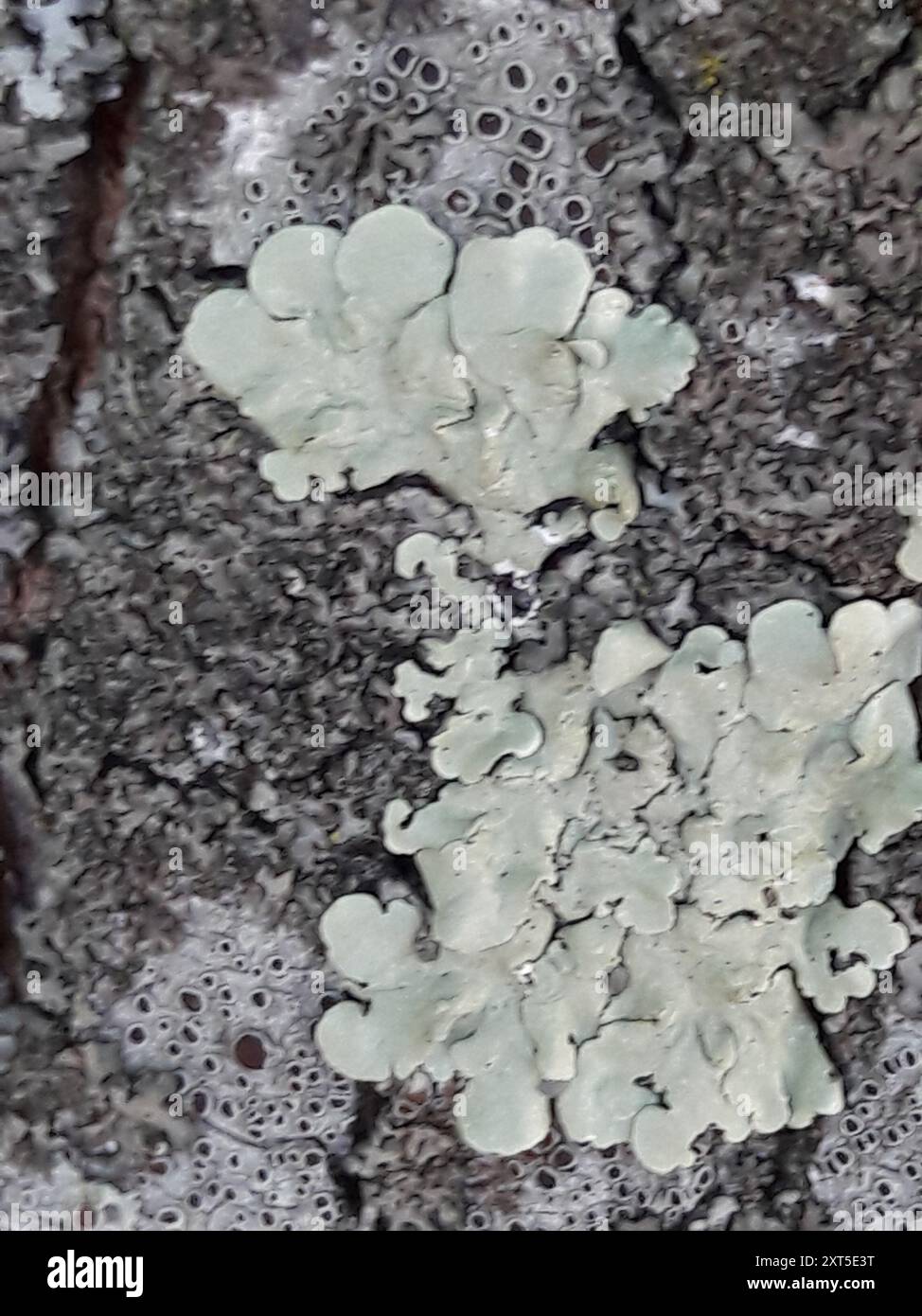 common greenshield lichen (Flavoparmelia caperata) Fungi Stock Photo ...