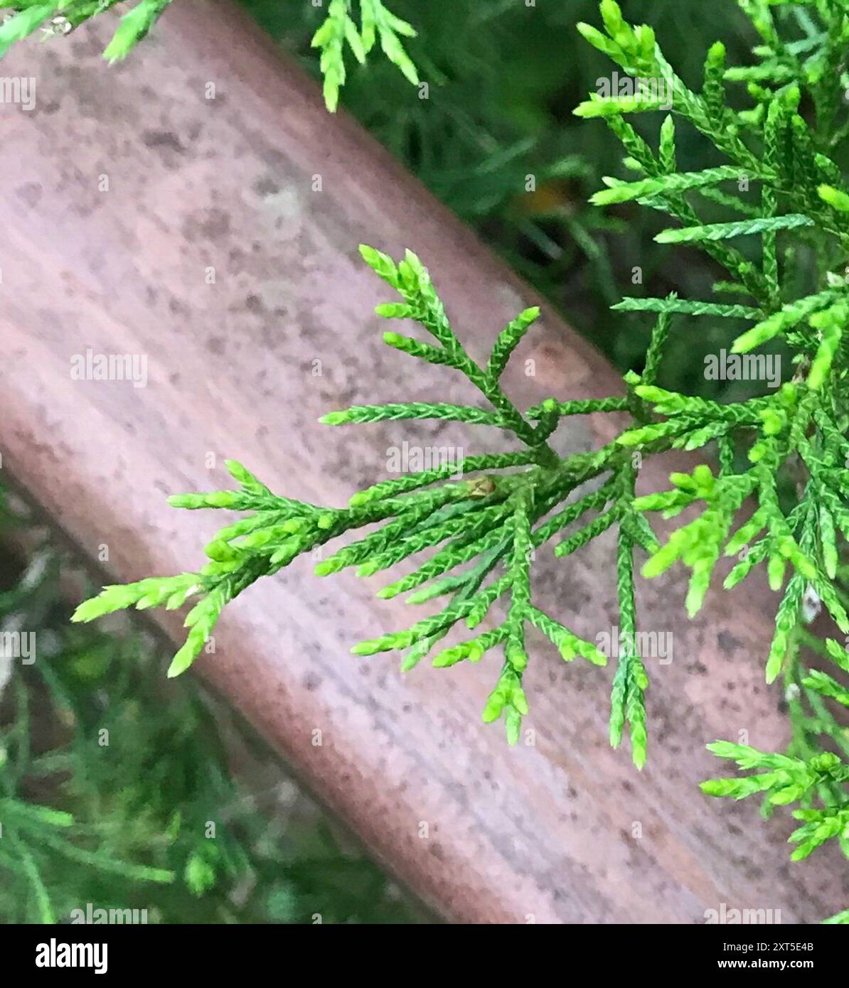 eastern redcedar (Juniperus virginiana) Plantae Stock Photo - Alamy