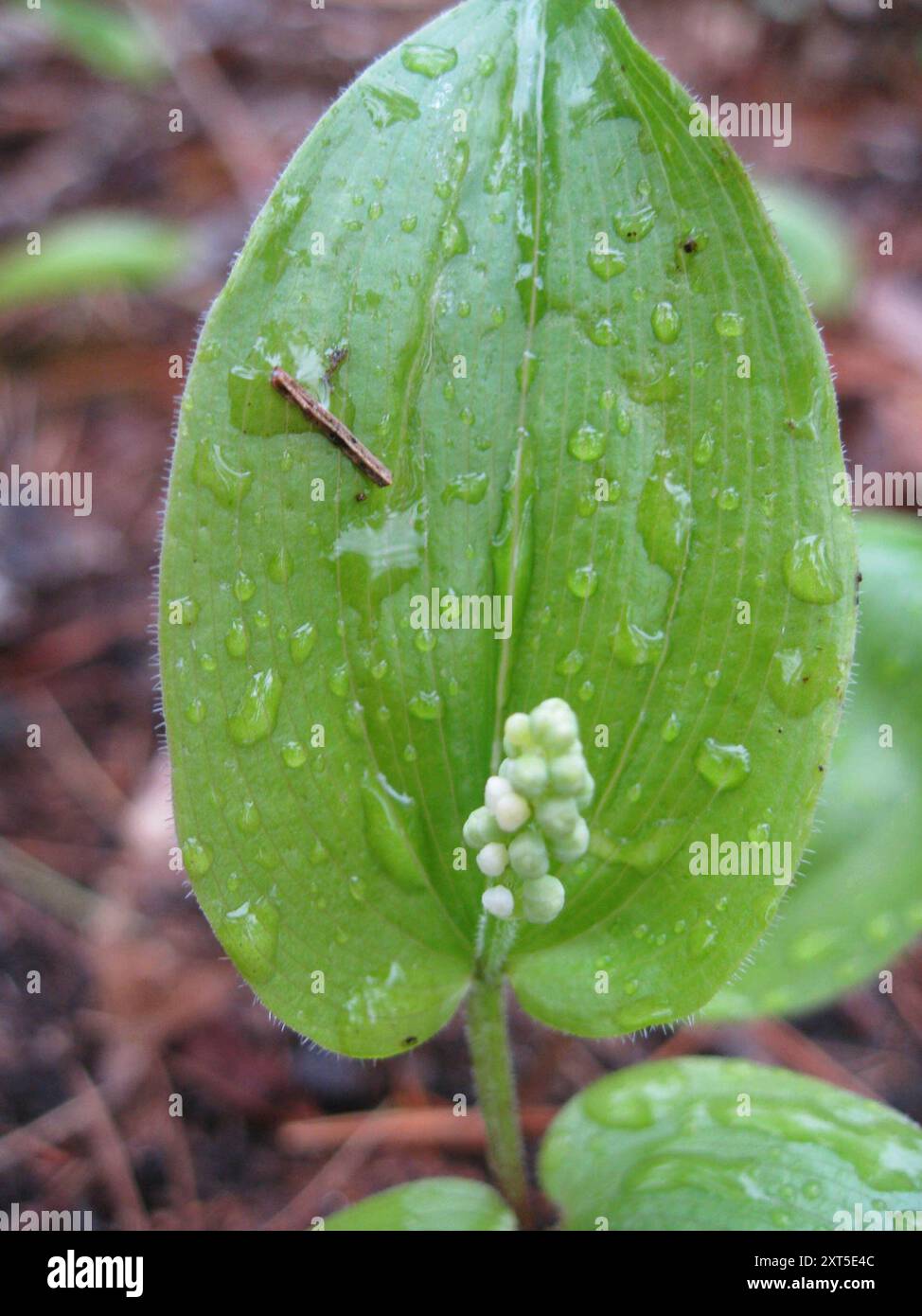 Canada mayflower (Maianthemum canadense) Plantae Stock Photo - Alamy