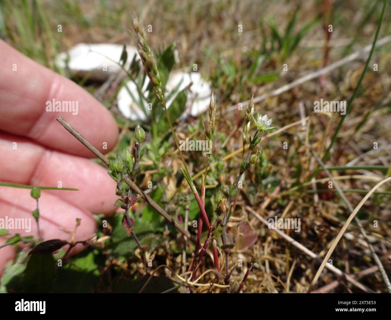 early hair grass (Aira praecox) Plantae Stock Photo - Alamy