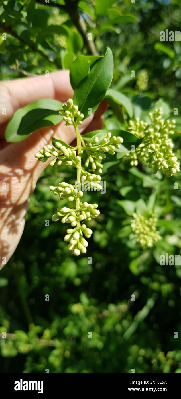 Common Privet (Ligustrum vulgare) Plantae Stock Photo - Alamy