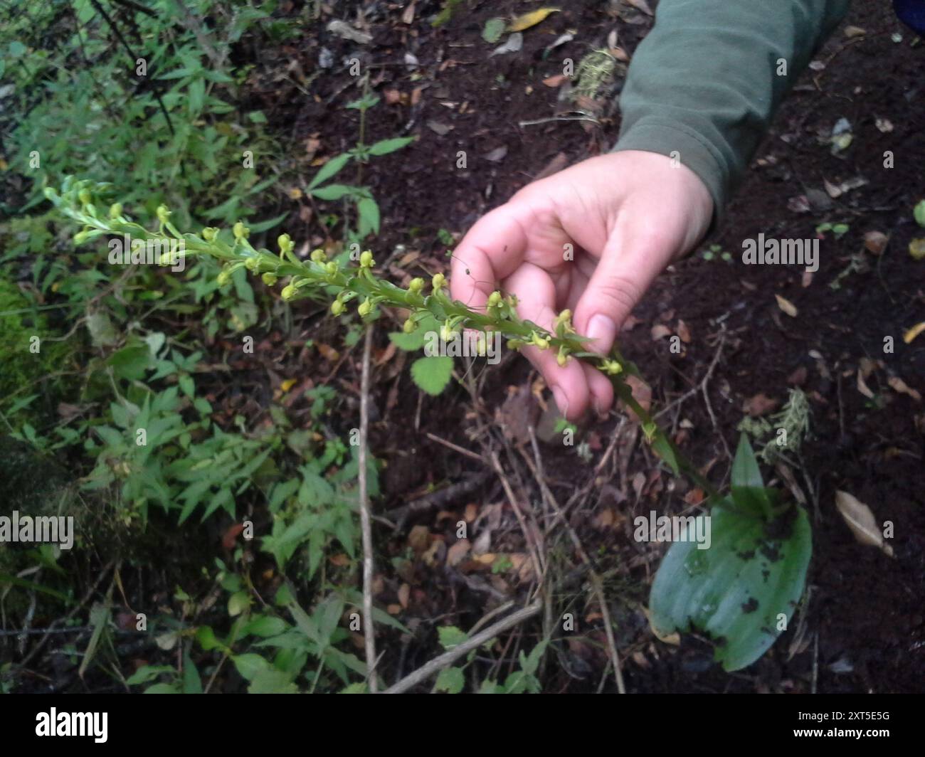 Devil Satyre (Satyrium parviflorum) Plantae Stock Photo - Alamy