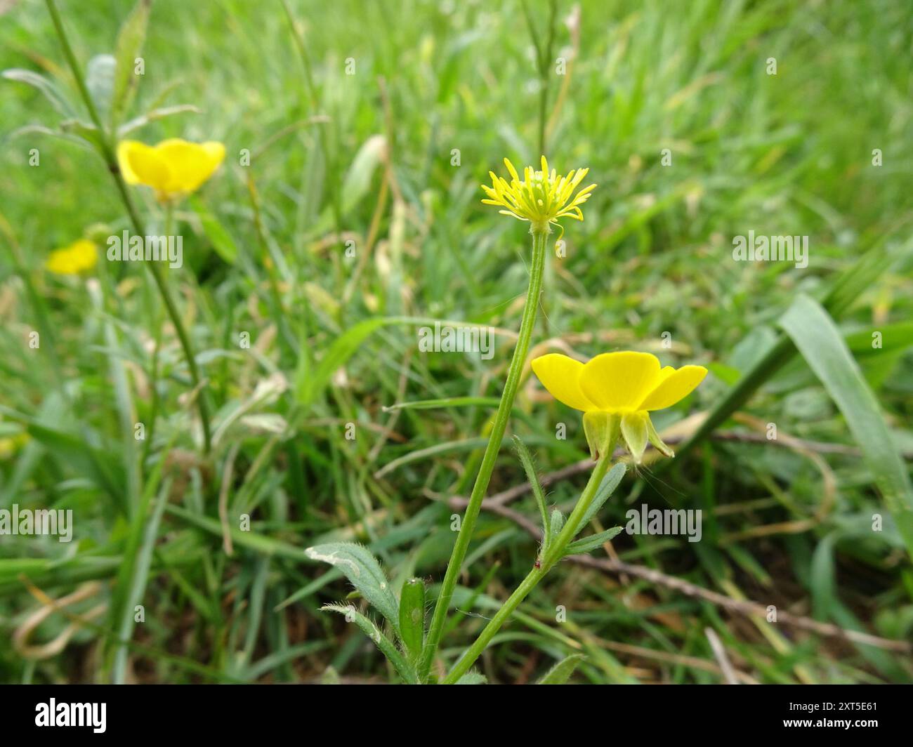 bulbous buttercup (Ranunculus bulbosus) Plantae Stock Photo - Alamy