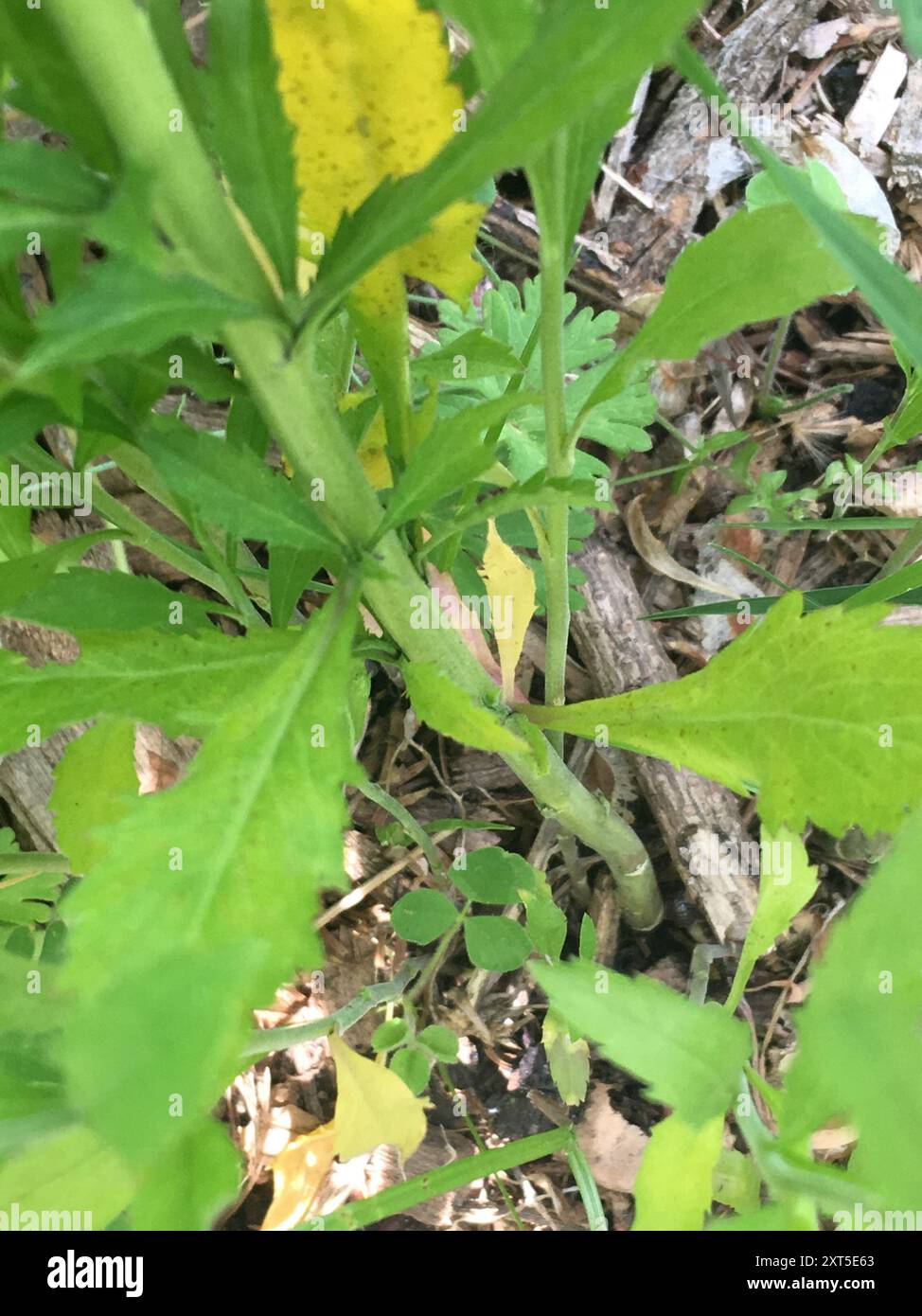 Virginia pepperweed (Lepidium virginicum) Plantae Stock Photo - Alamy