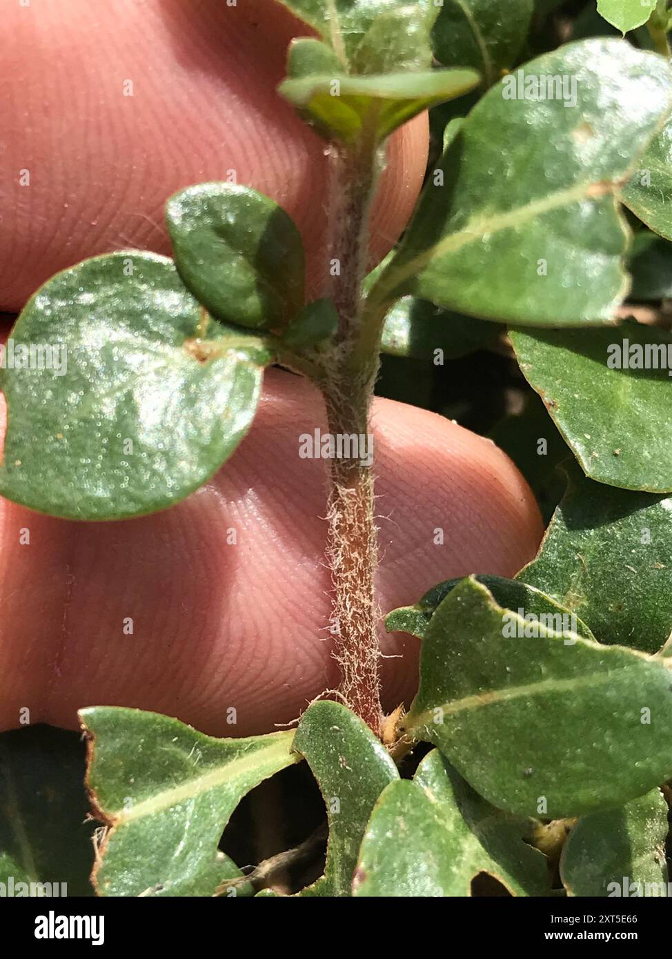 mat chaff-flower (Alternanthera caracasana) Plantae Stock Photo - Alamy