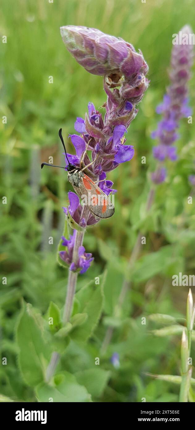 Slender Scotch Burnet (Zygaena loti) Insecta Stock Photo - Alamy