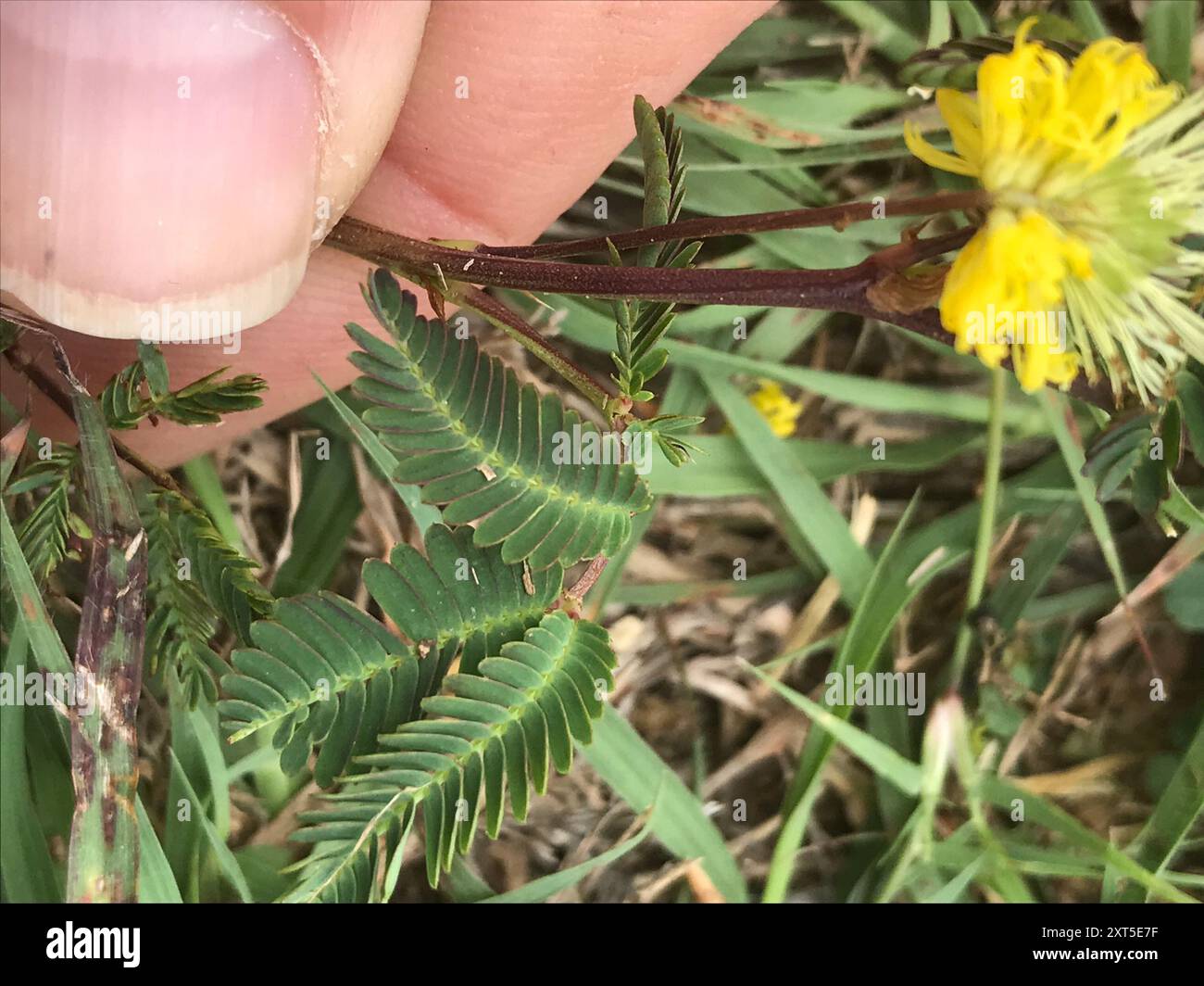 Tropical puff (Neptunia pubescens) Plantae Stock Photo - Alamy