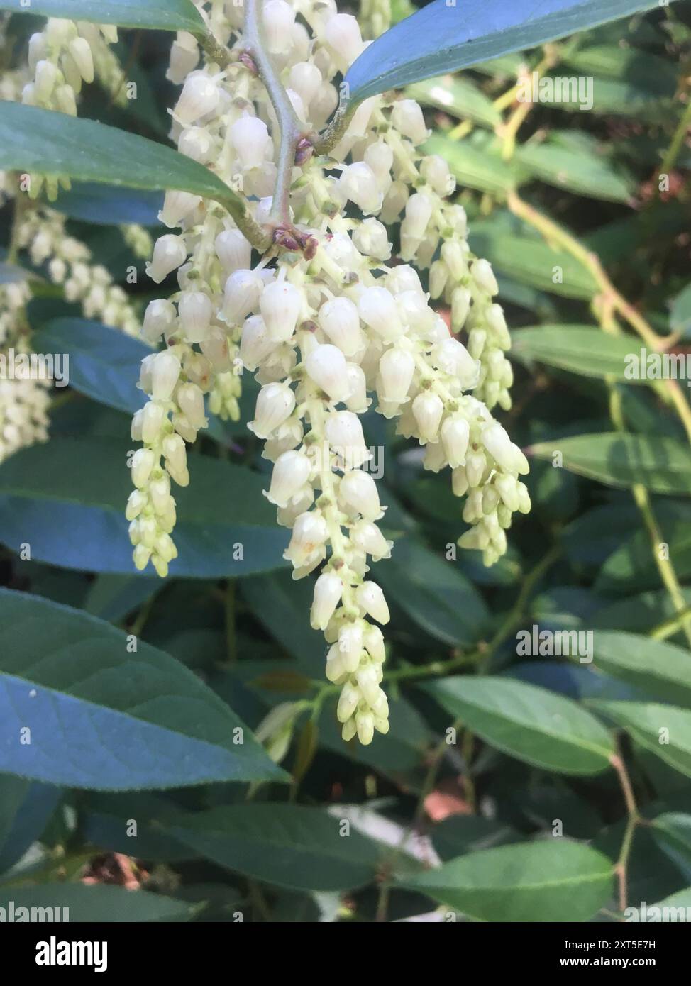 mountain doghobble (Leucothoe fontanesiana) Plantae Stock Photo - Alamy