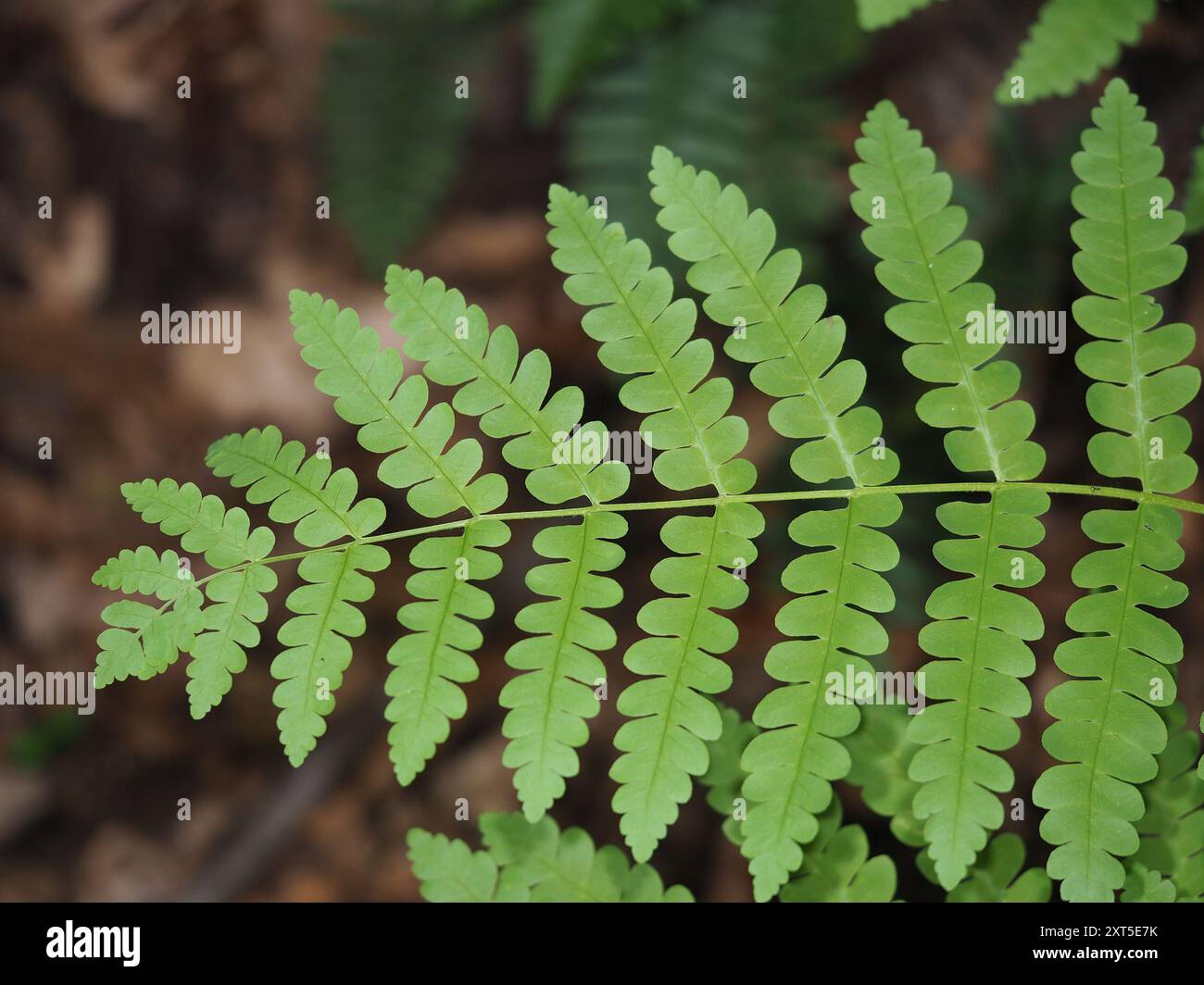 interrupted fern (Osmunda claytoniana) Plantae Stock Photo - Alamy