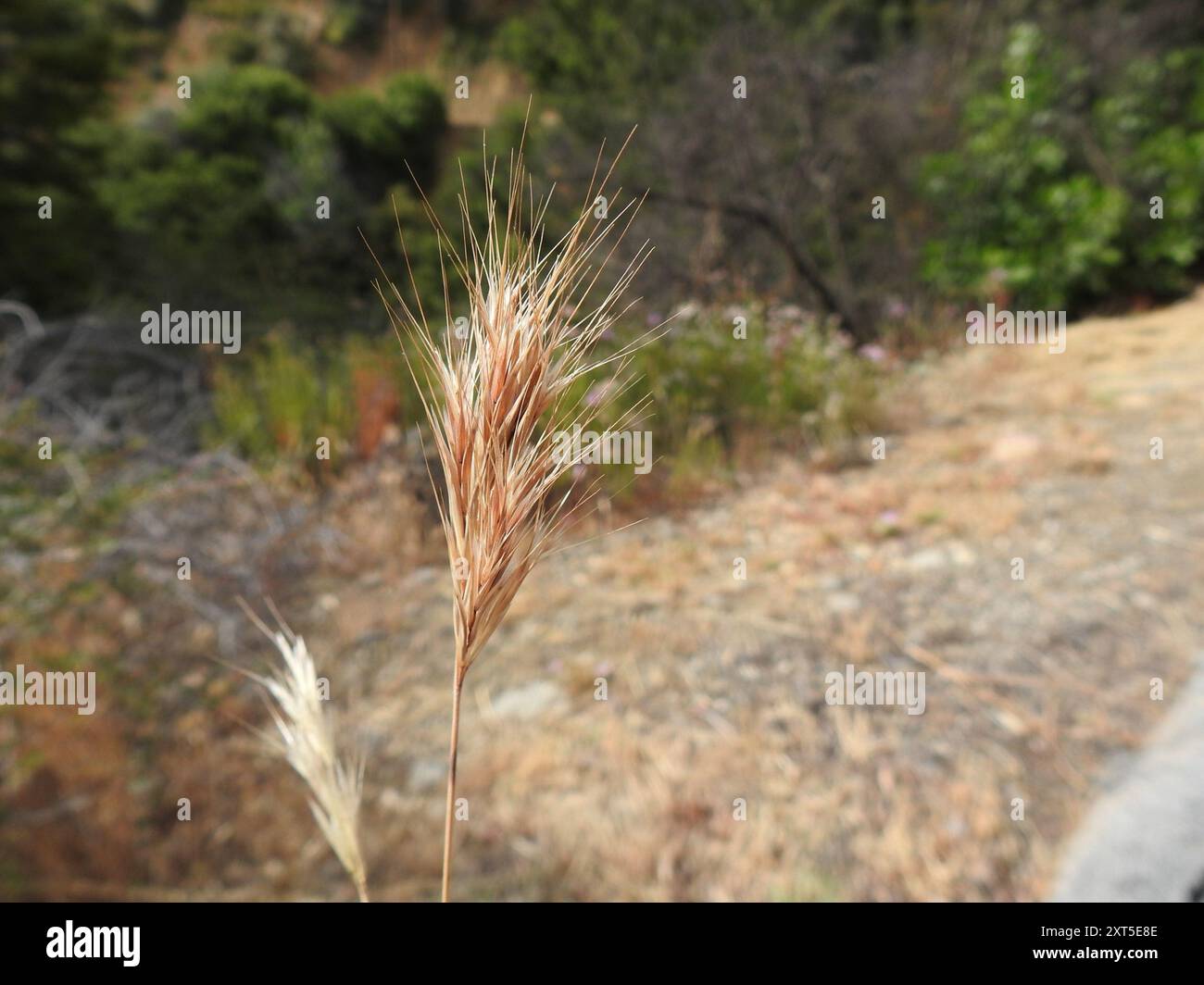 Red Brome (Bromus rubens) Plantae Stock Photo - Alamy