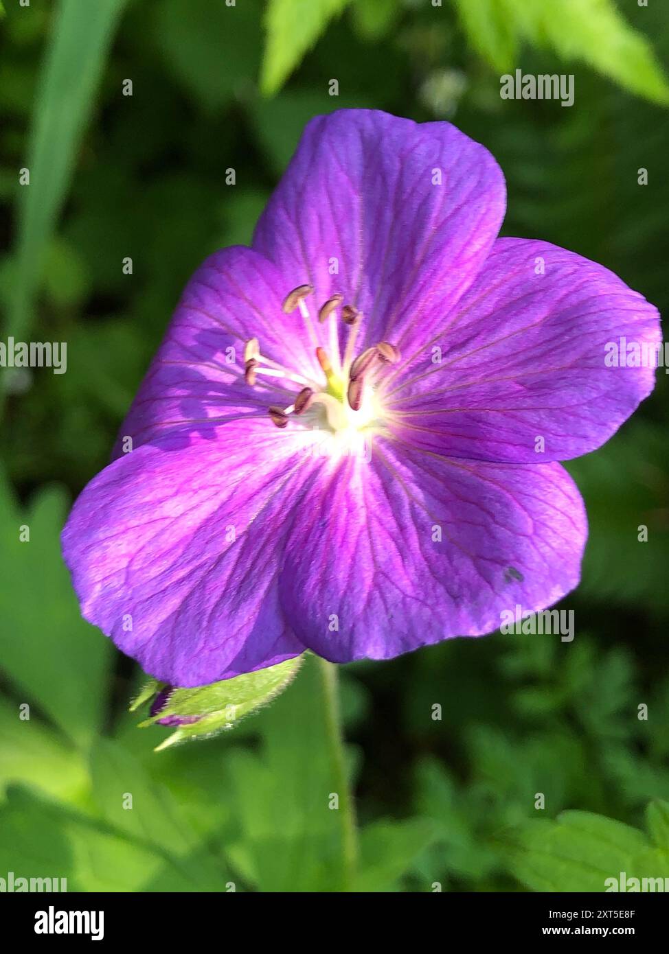 Oregon Crane's-bill (Geranium oreganum) Plantae Stock Photo - Alamy