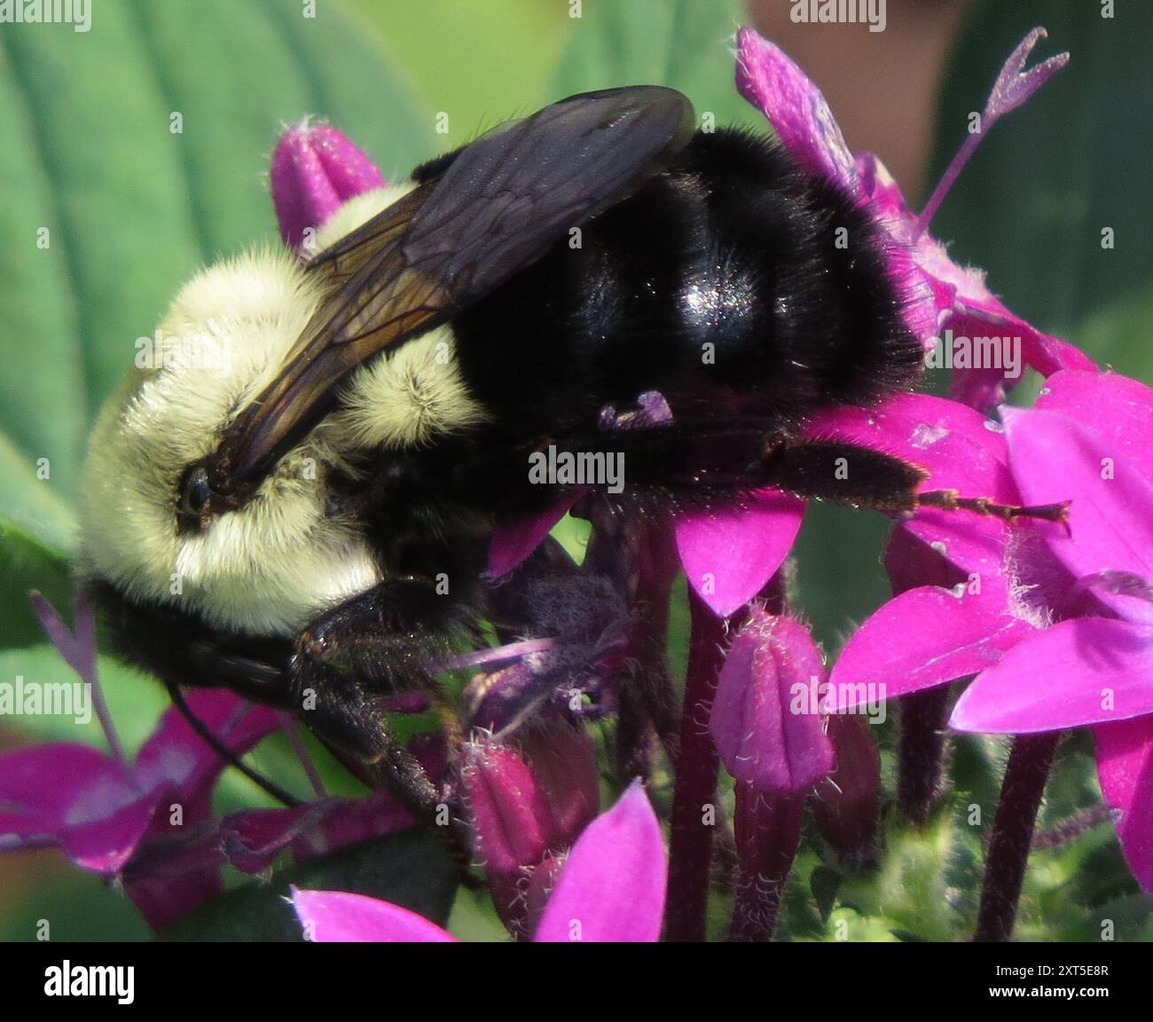 Common Eastern Bumble Bee (Bombus impatiens) Insecta Stock Photo - Alamy