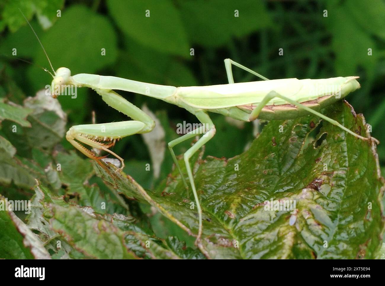 Carolina Mantis (Stagmomantis carolina) Insecta Stock Photo - Alamy