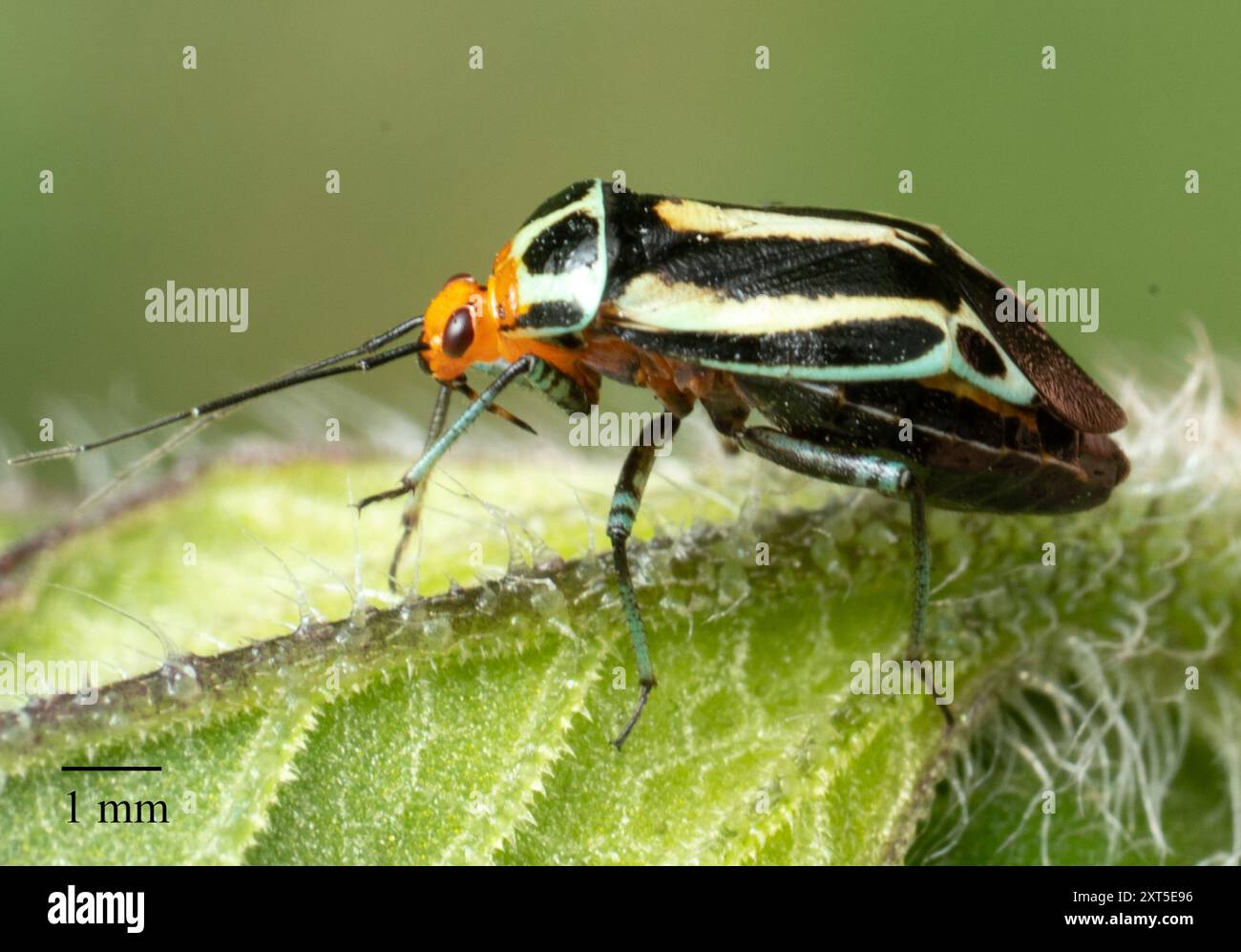 Four-lined Plant Bug (Poecilocapsus lineatus) Insecta Stock Photo - Alamy
