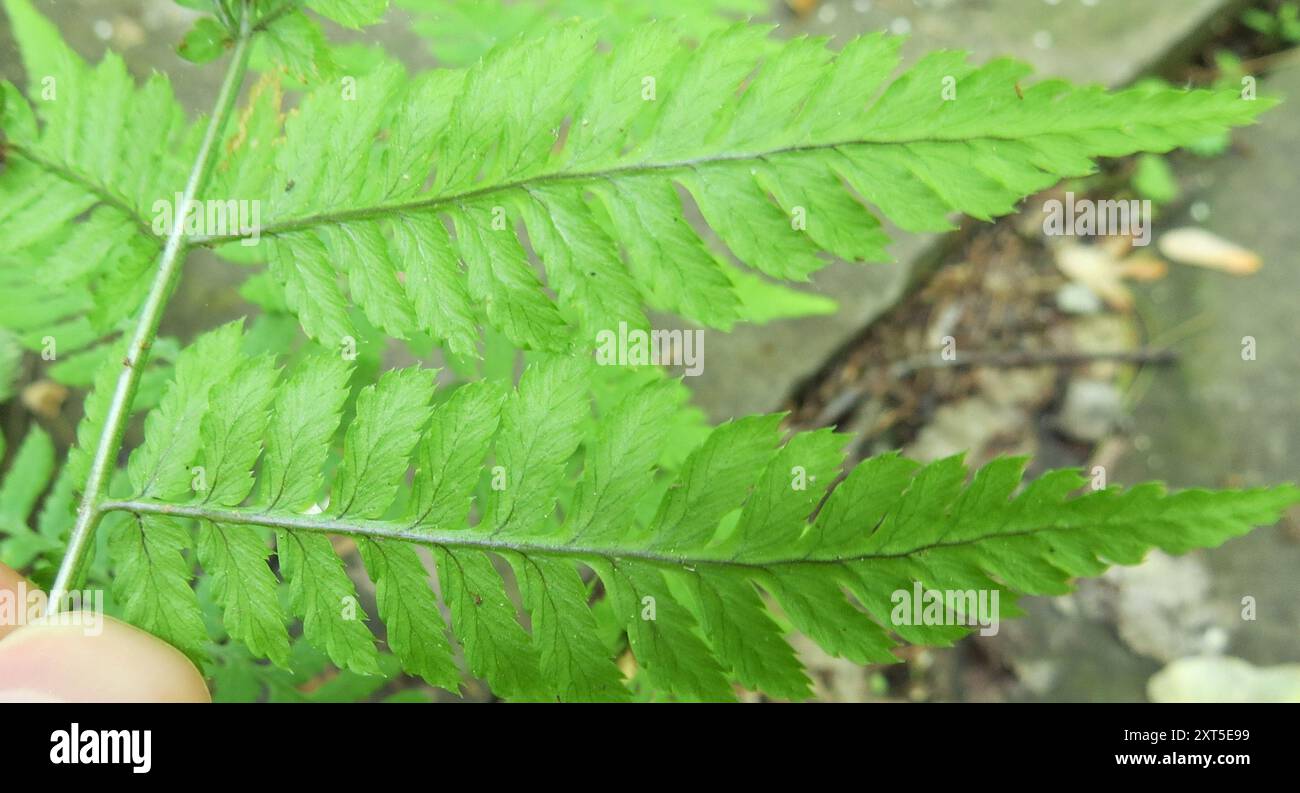 spinulose wood fern (Dryopteris carthusiana) Plantae Stock Photo - Alamy