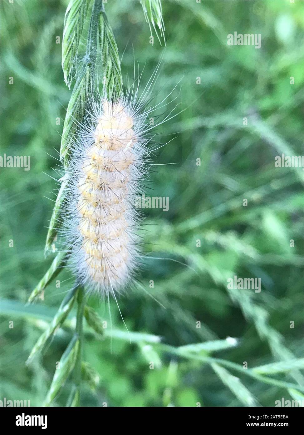 Salt Marsh Moth (Estigmene acrea) Insecta Stock Photo - Alamy