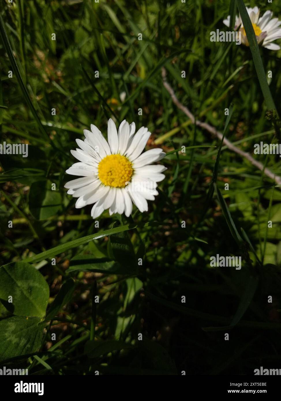 Lawn daisy (Bellis perennis) Plantae Stock Photo - Alamy