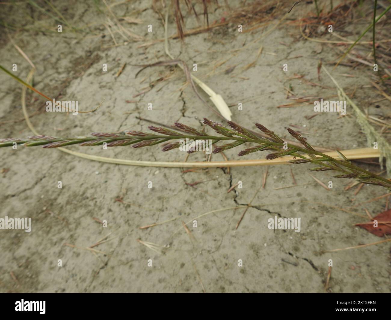 Ryegrasses (Lolium) Plantae Stock Photo - Alamy
