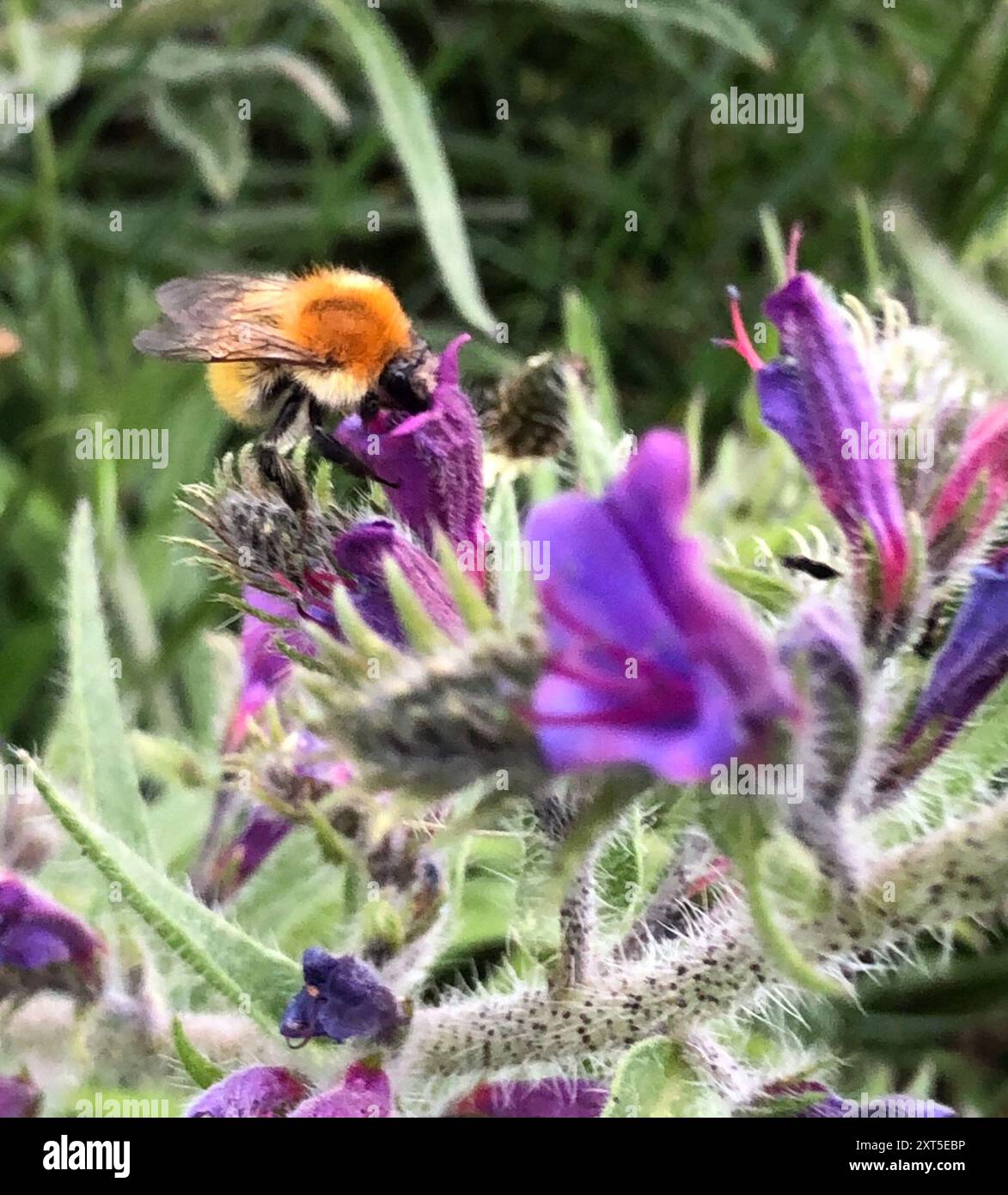 Common Carder Bumble Bee (Bombus pascuorum) Insecta Stock Photo - Alamy