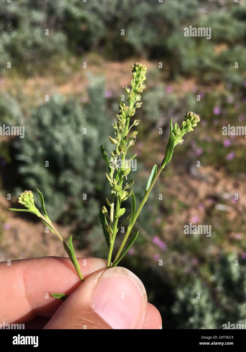 Common Peppergrass (Lepidium densiflorum) Plantae Stock Photo - Alamy