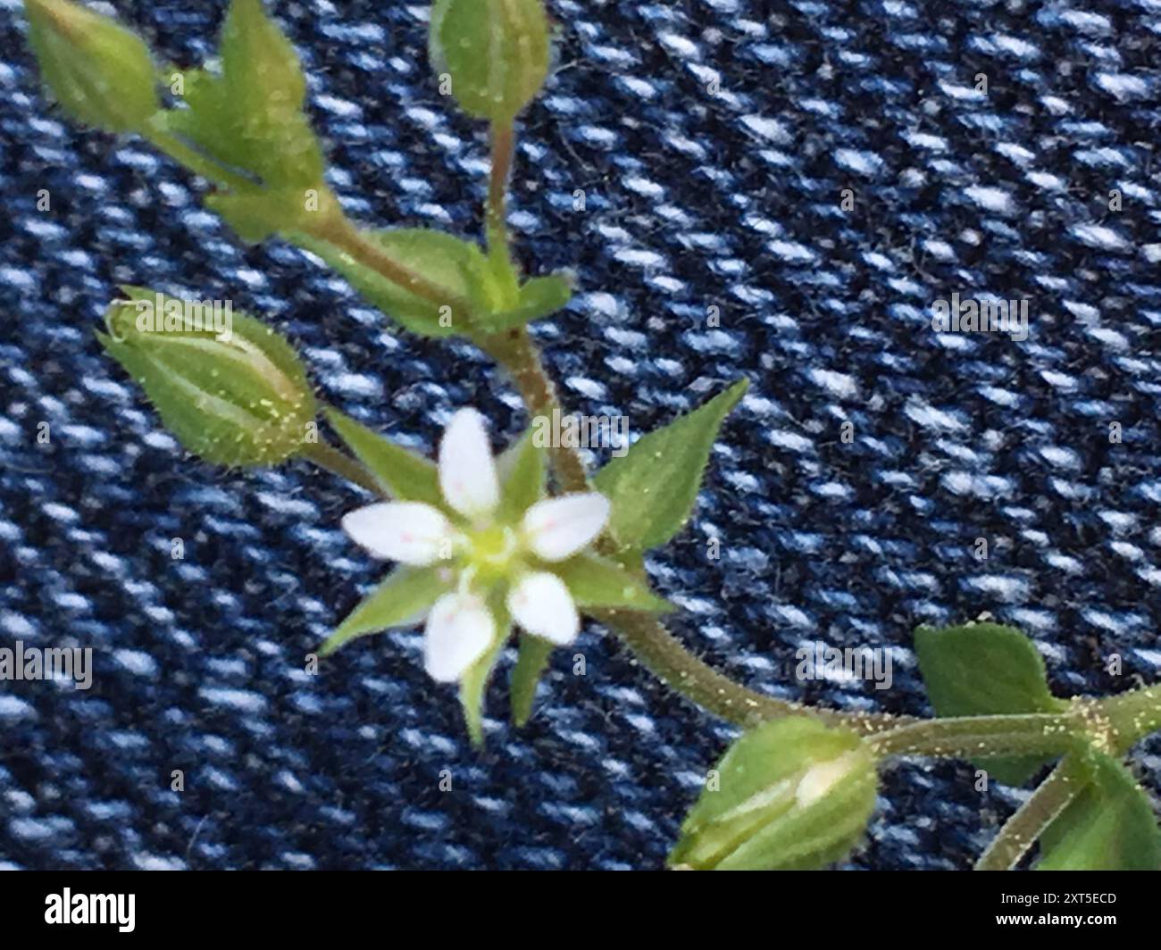 Thyme-leaved Sandwort (Arenaria serpyllifolia) Plantae Stock Photo - Alamy