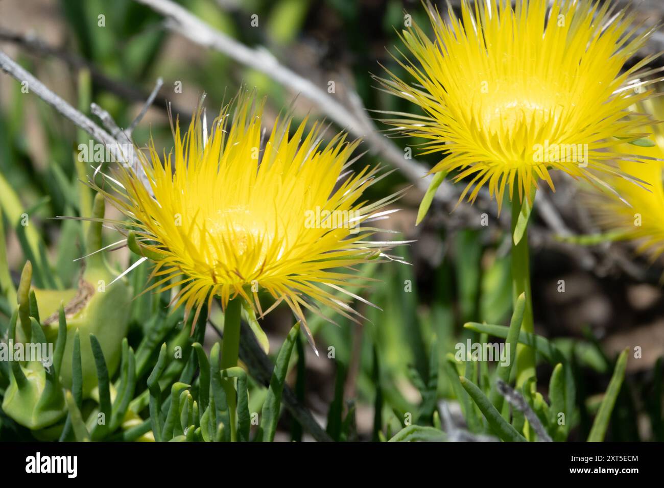 Pig's-root (Conicosia pugioniformis) Plantae Stock Photo - Alamy
