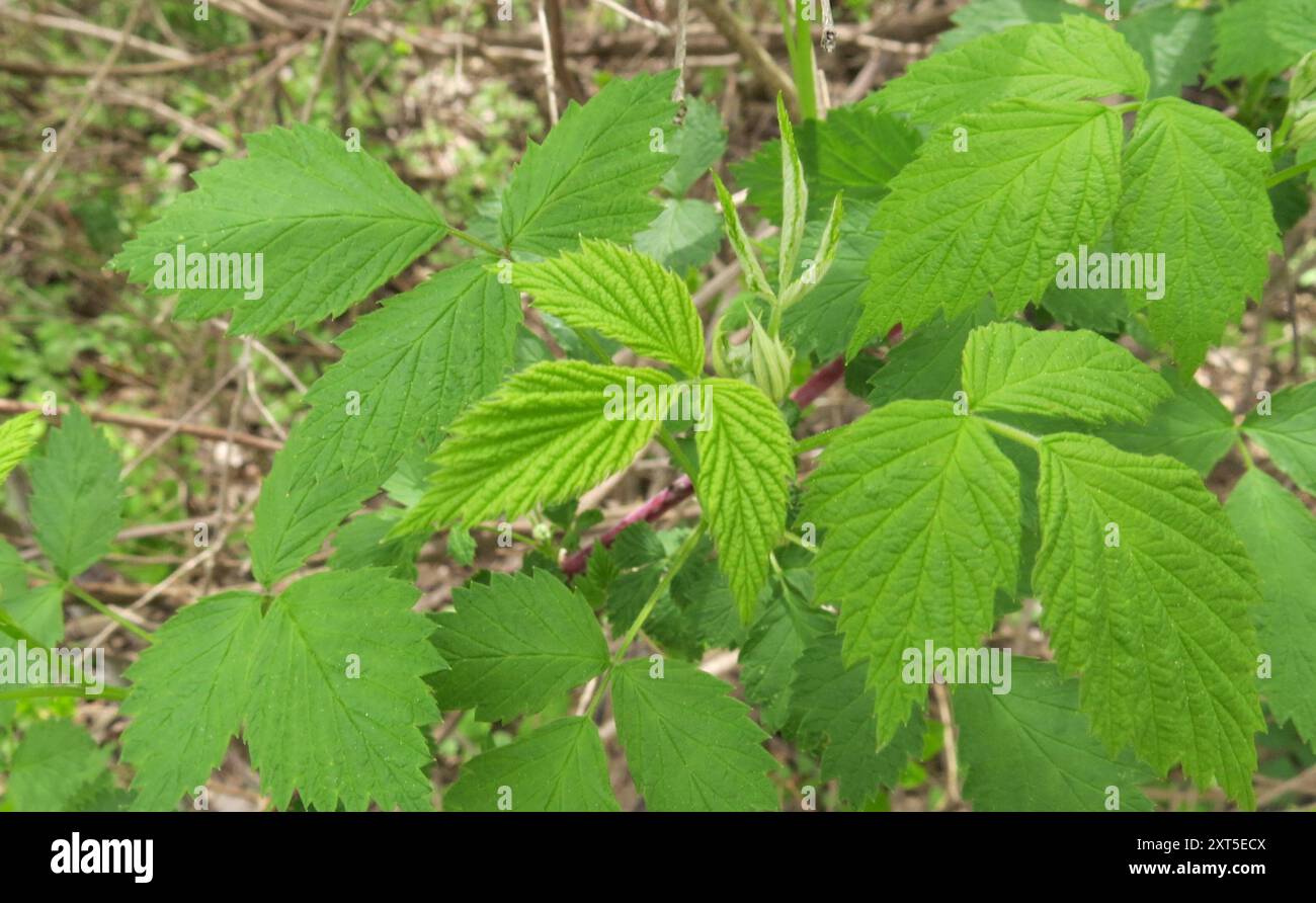 black raspberry (Rubus occidentalis) Plantae Stock Photo - Alamy