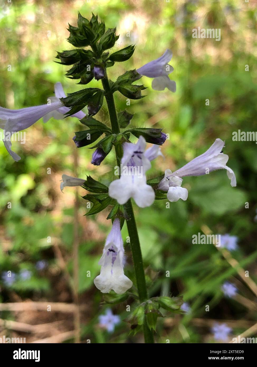 lyreleaf sage (Salvia lyrata) Plantae Stock Photo - Alamy