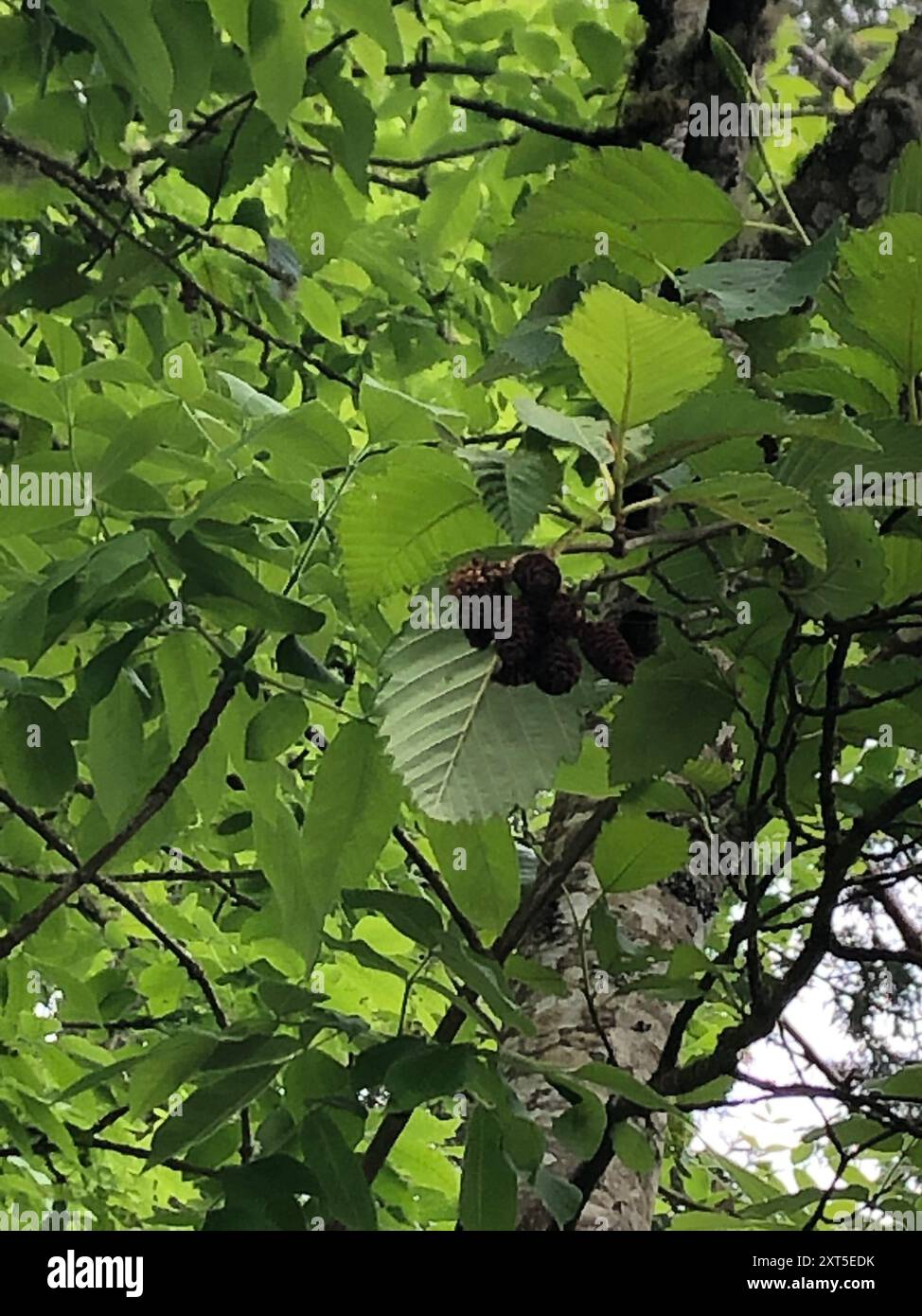 Red Alder (Alnus rubra) Plantae Stock Photo - Alamy