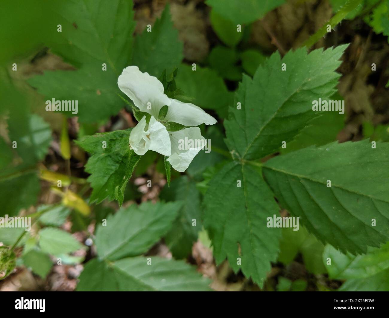 Common Dewberry (Rubus flagellaris) Plantae Stock Photo - Alamy