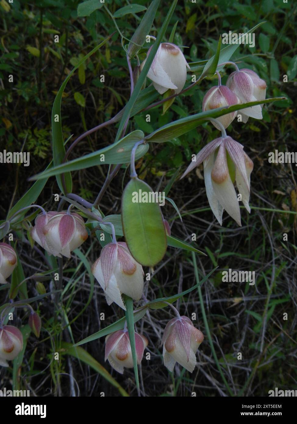 White Globe Lily (Calochortus albus) Plantae Stock Photo - Alamy