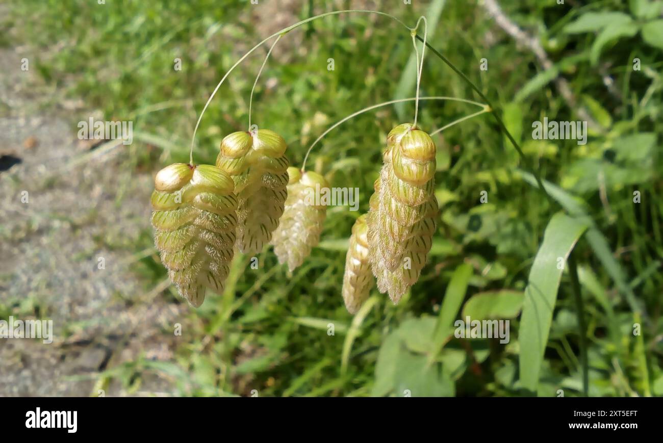Greater Quaking Grass (Briza maxima) Plantae Stock Photo - Alamy