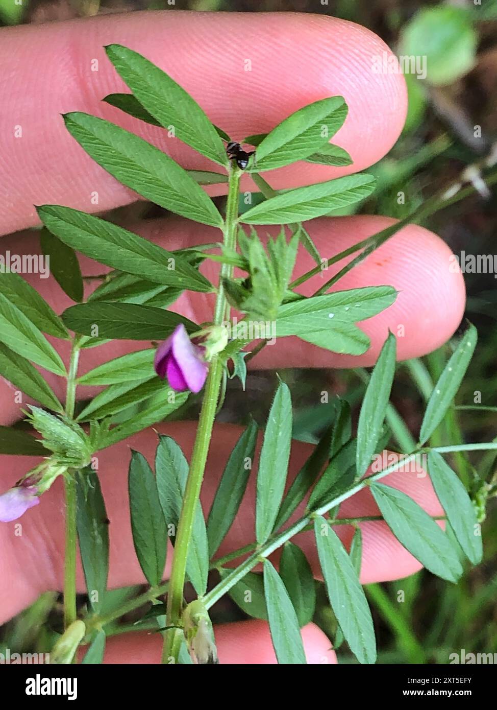 Common Vetch (Vicia sativa) Plantae Stock Photo - Alamy