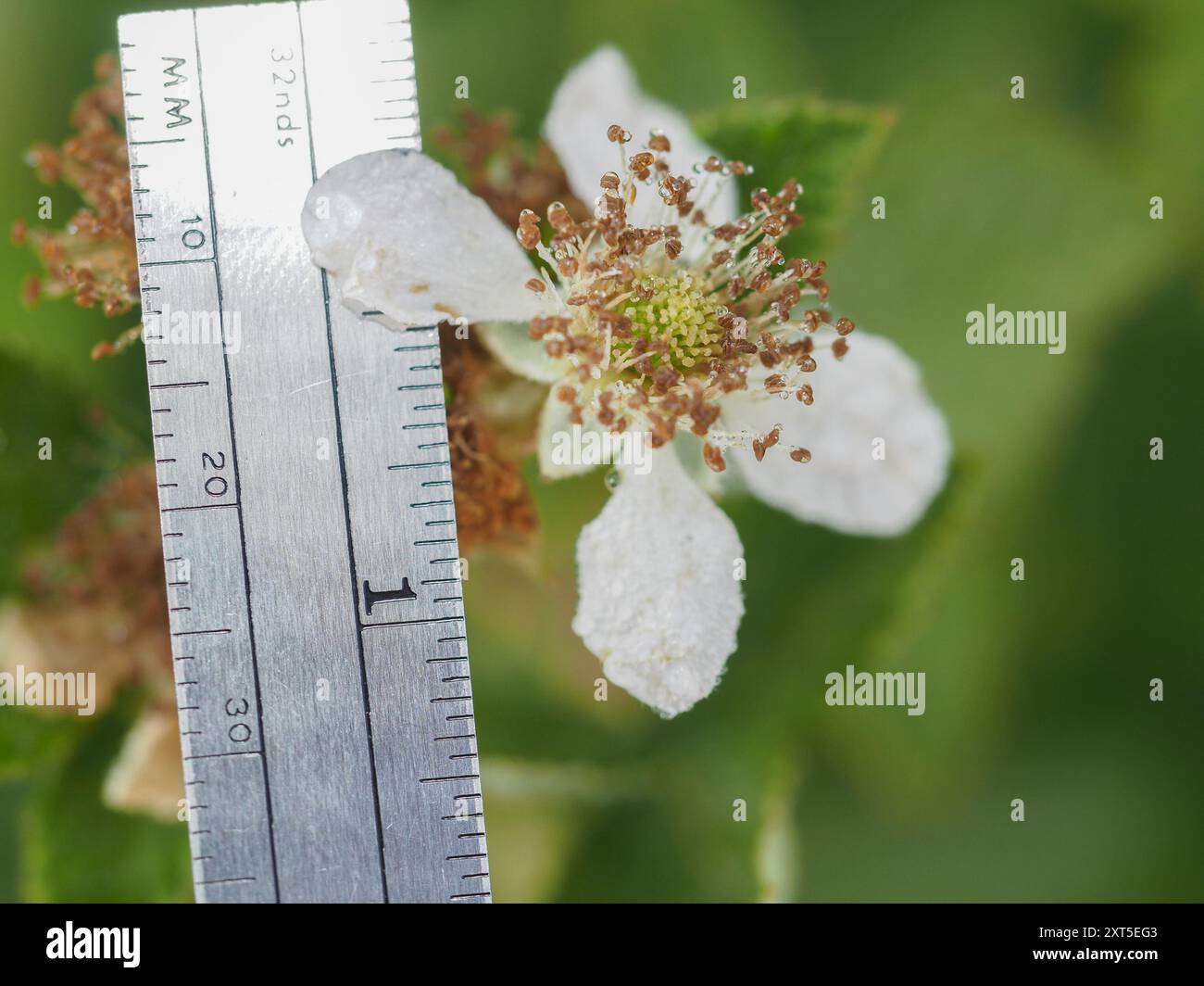 brambles (Rubus) Plantae Stock Photo - Alamy