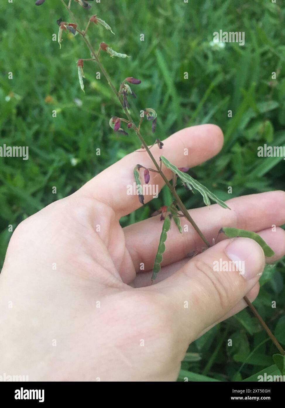creeping beggarweed (Desmodium incanum) Plantae Stock Photo - Alamy