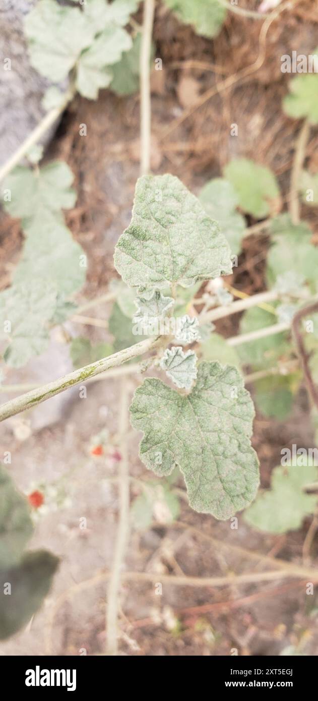apricot mallow (Sphaeralcea ambigua) Plantae Stock Photo - Alamy