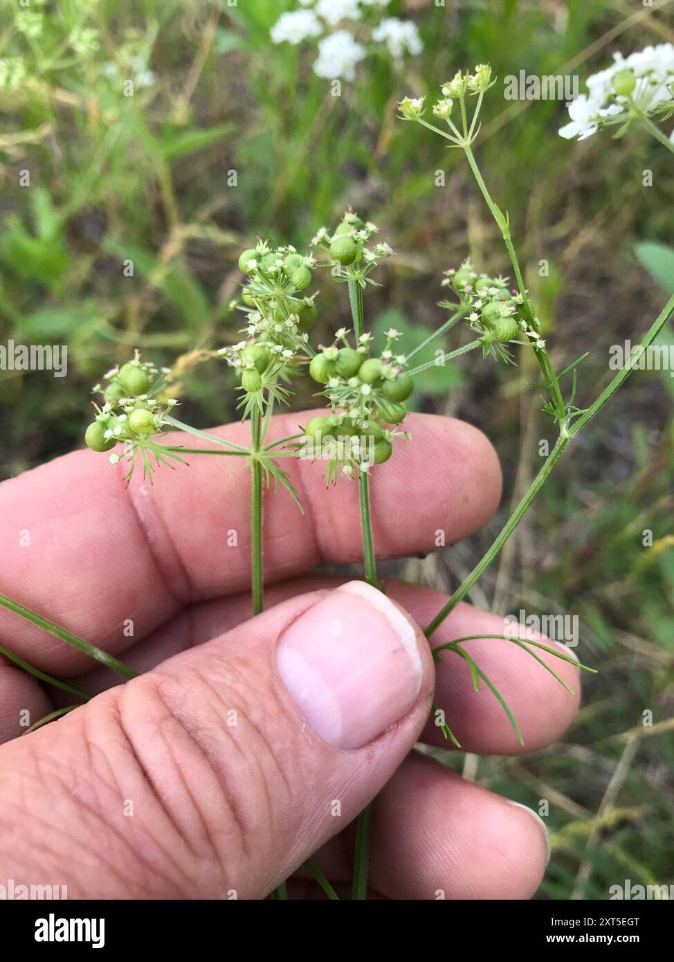 prairie bishop (Bifora americana) Plantae Stock Photo - Alamy