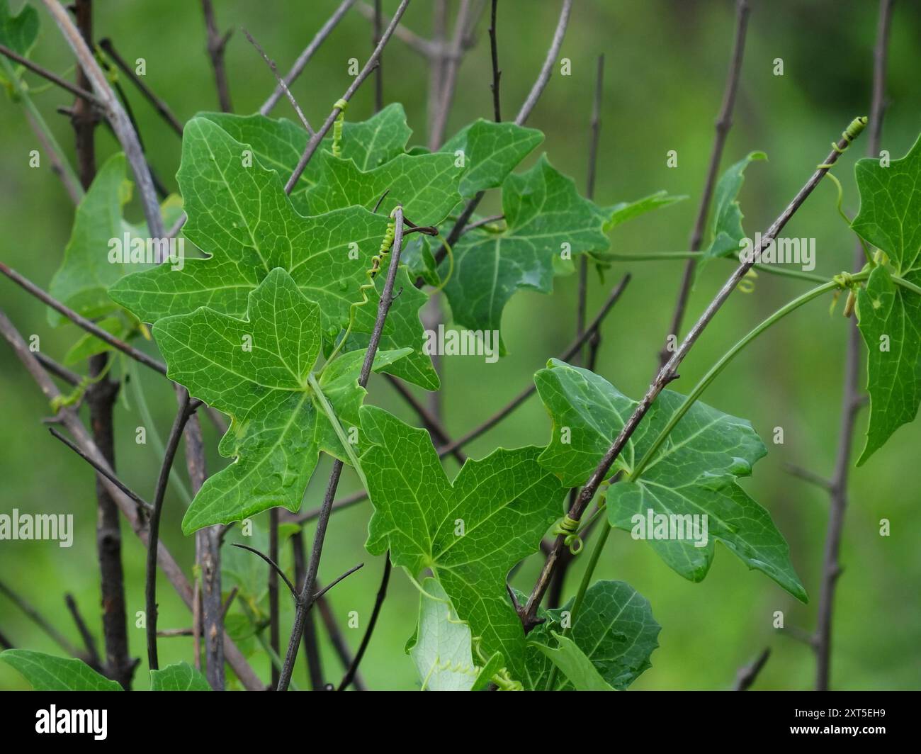 (Solena amplexicaulis) Plantae Stock Photo - Alamy